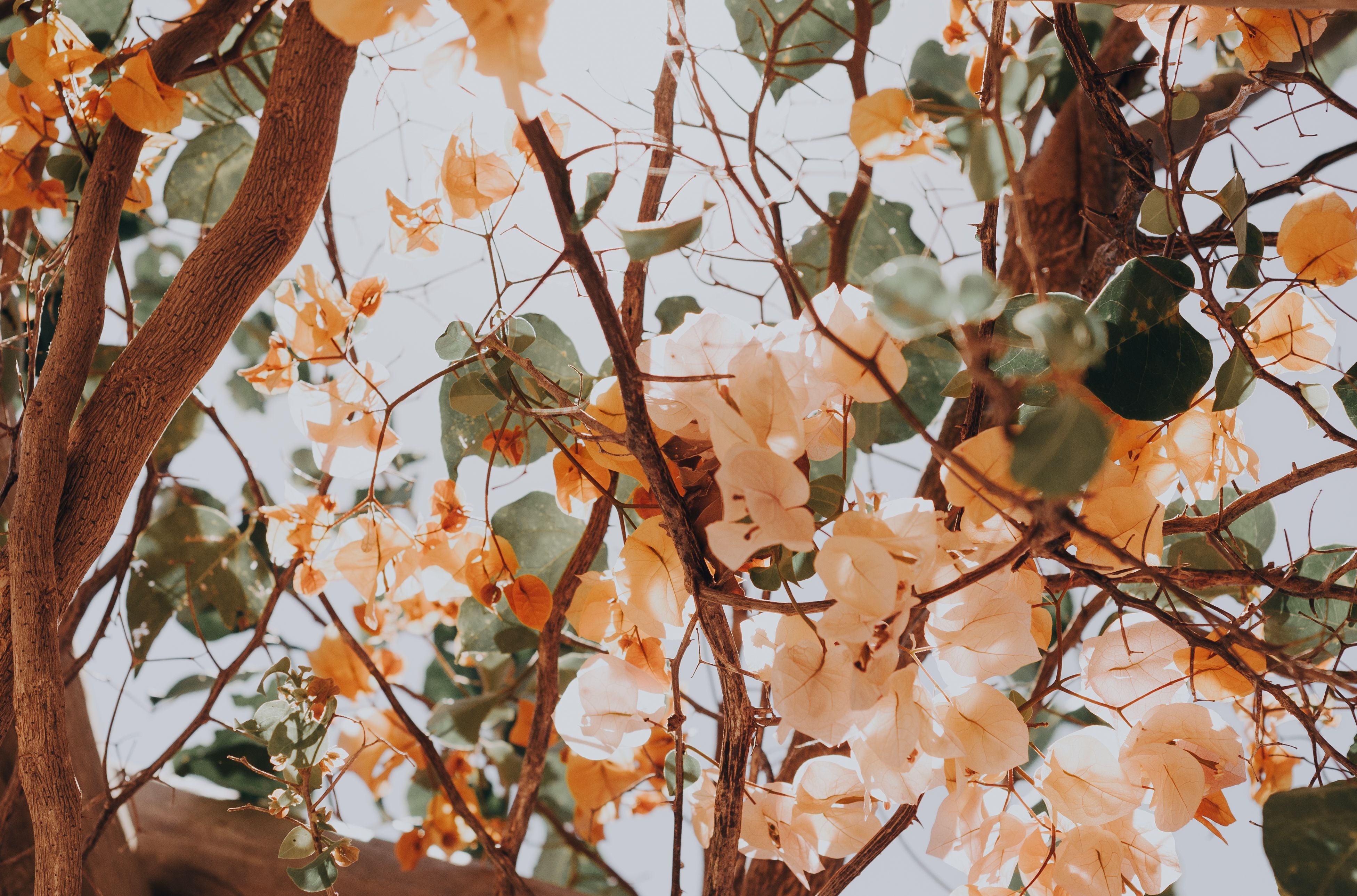 Tree Branches with Leaves · Free Stock Photo