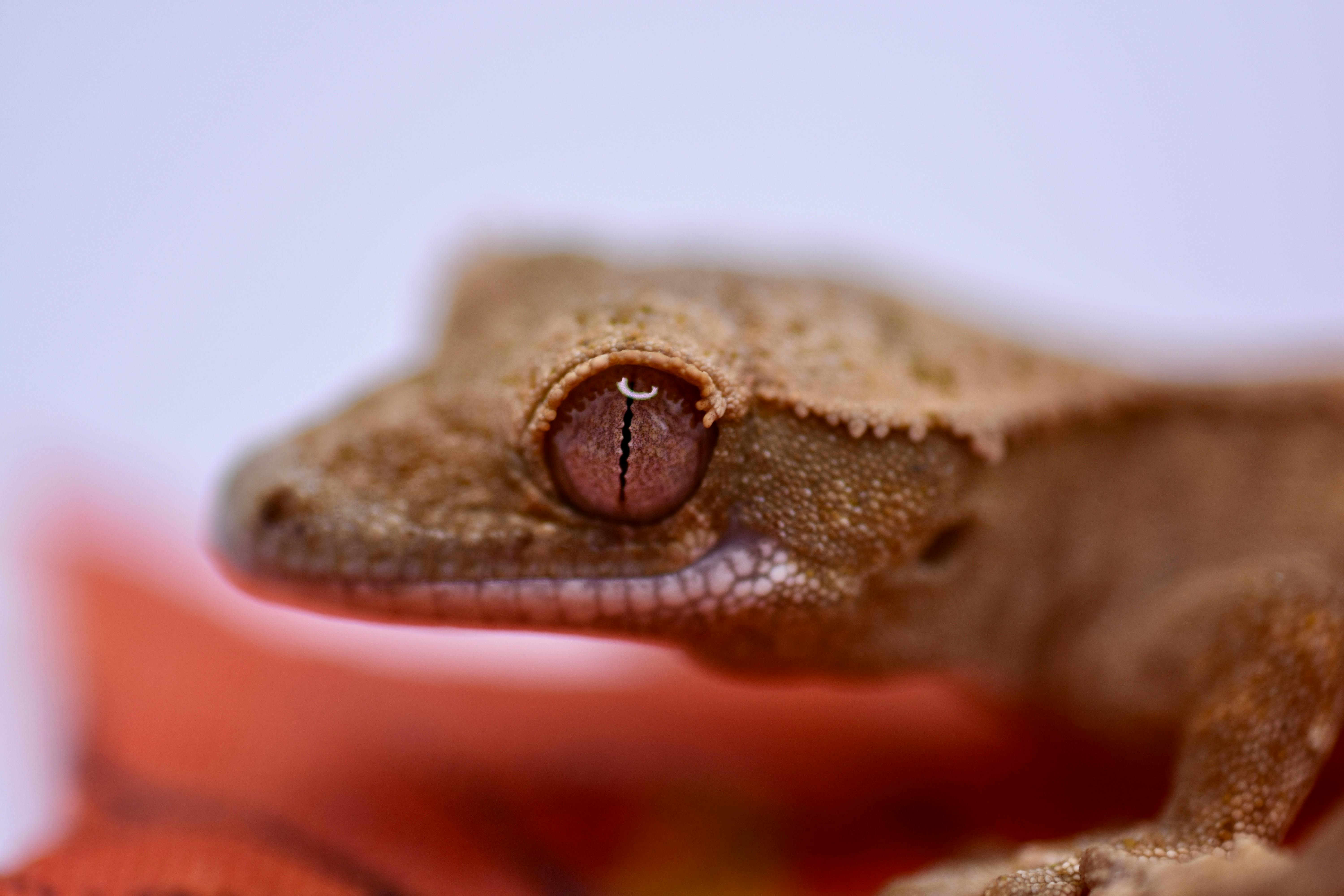 Dylan R - Photography