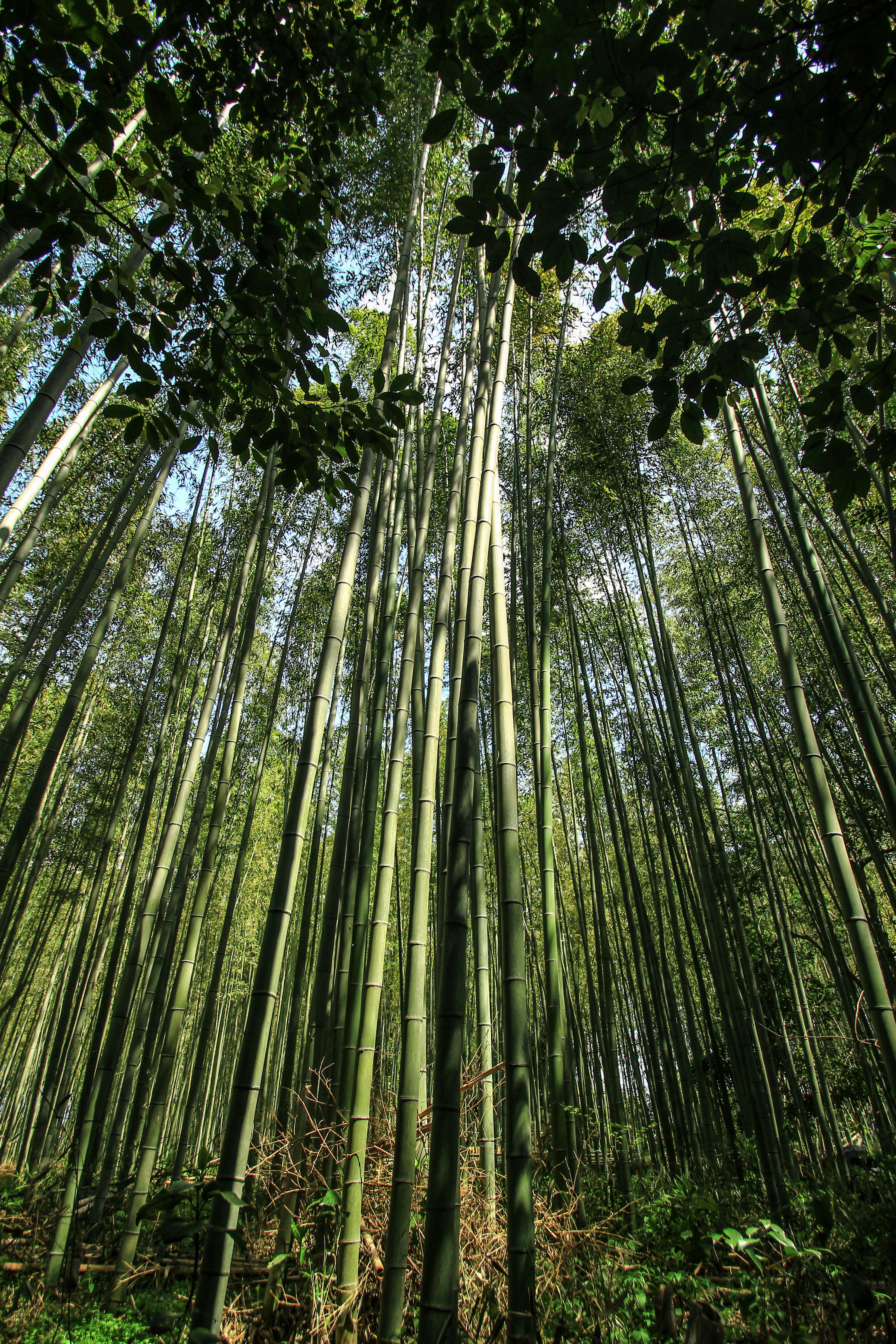 Scenic View of Bamboo Trees · Free Stock Photo