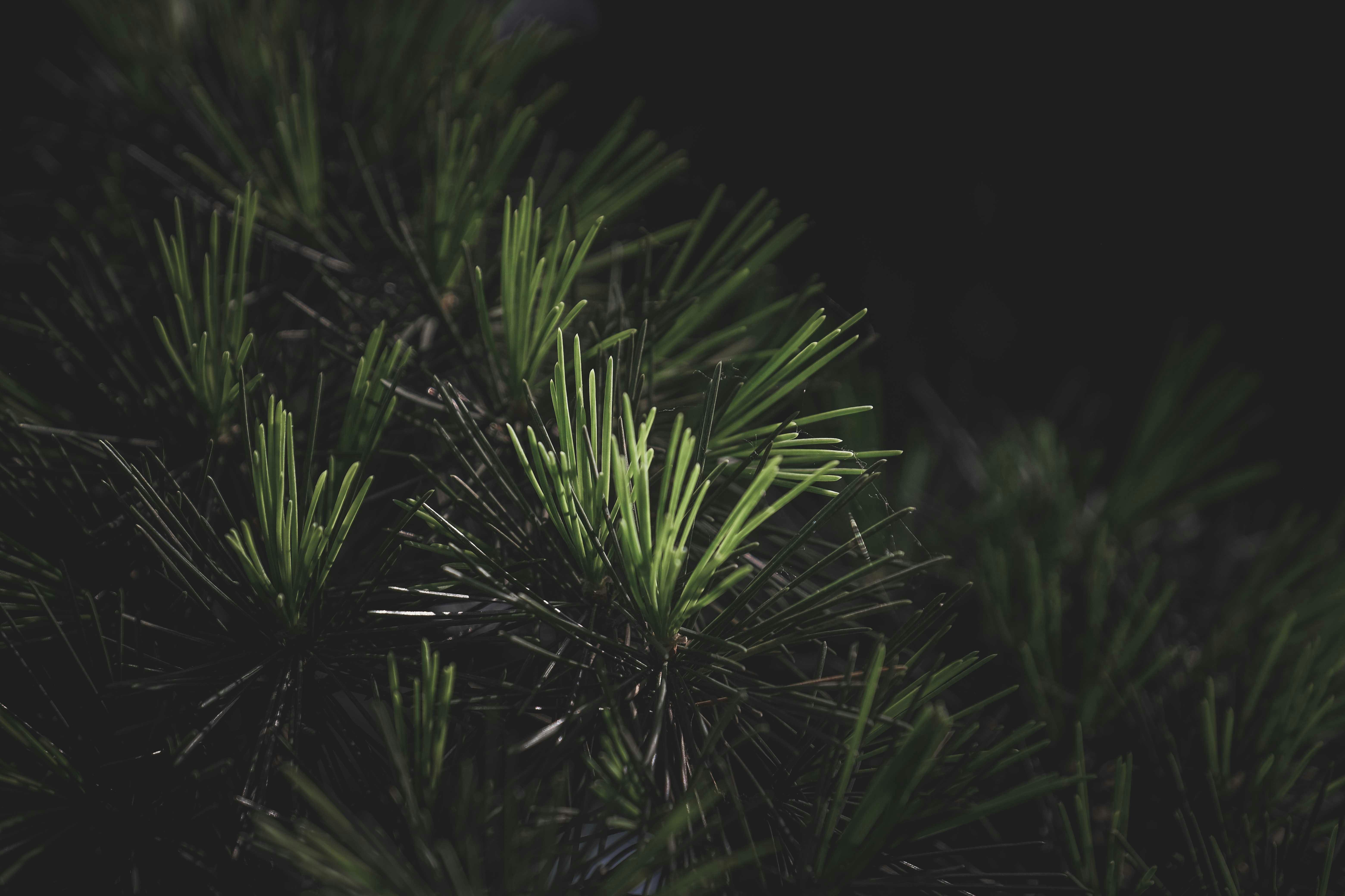 Close up of Coniferous Leaves · Free Stock Photo