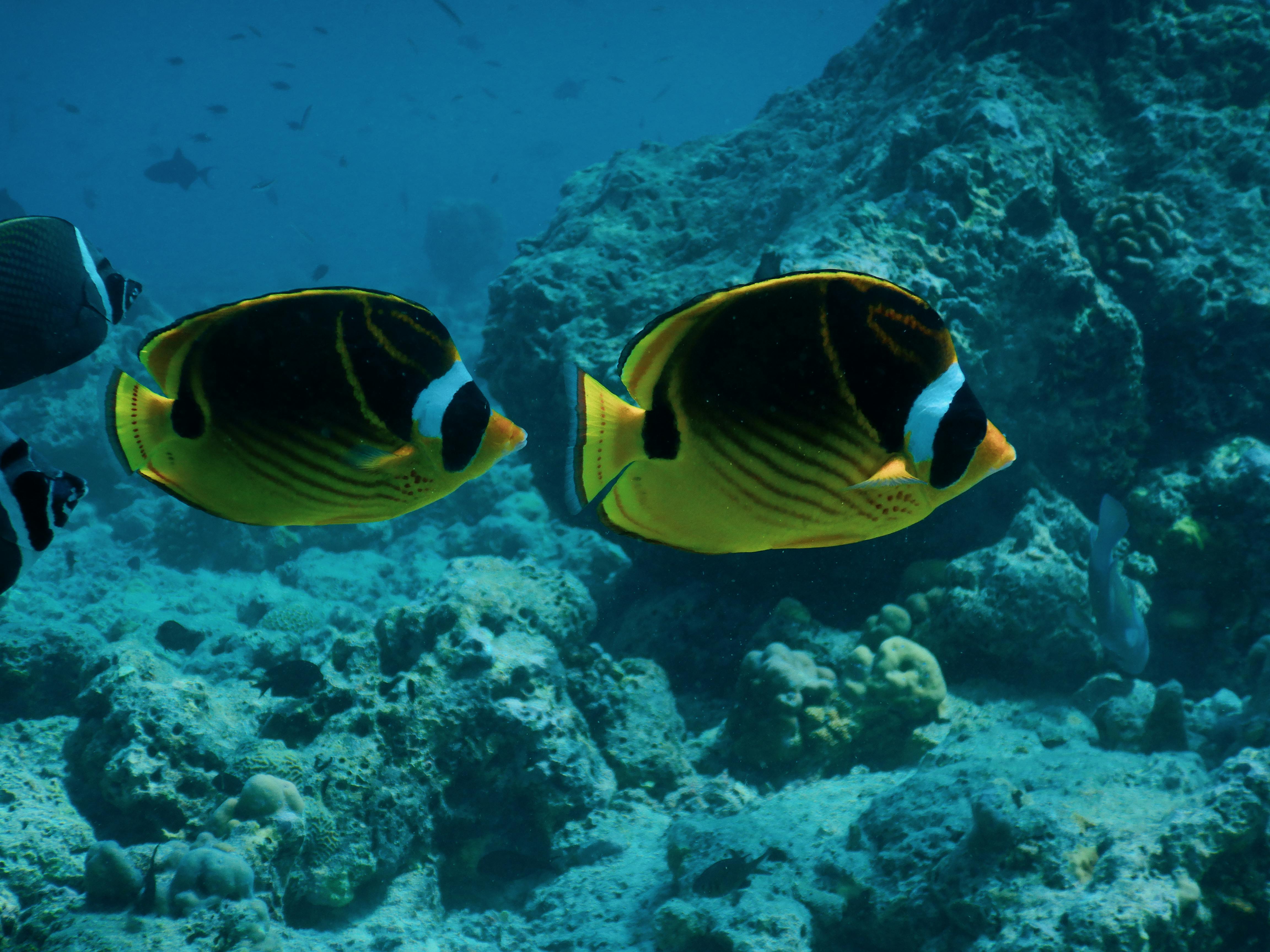 Butterflyfish Photos, Download The BEST Free Butterflyfish Stock Photos ...