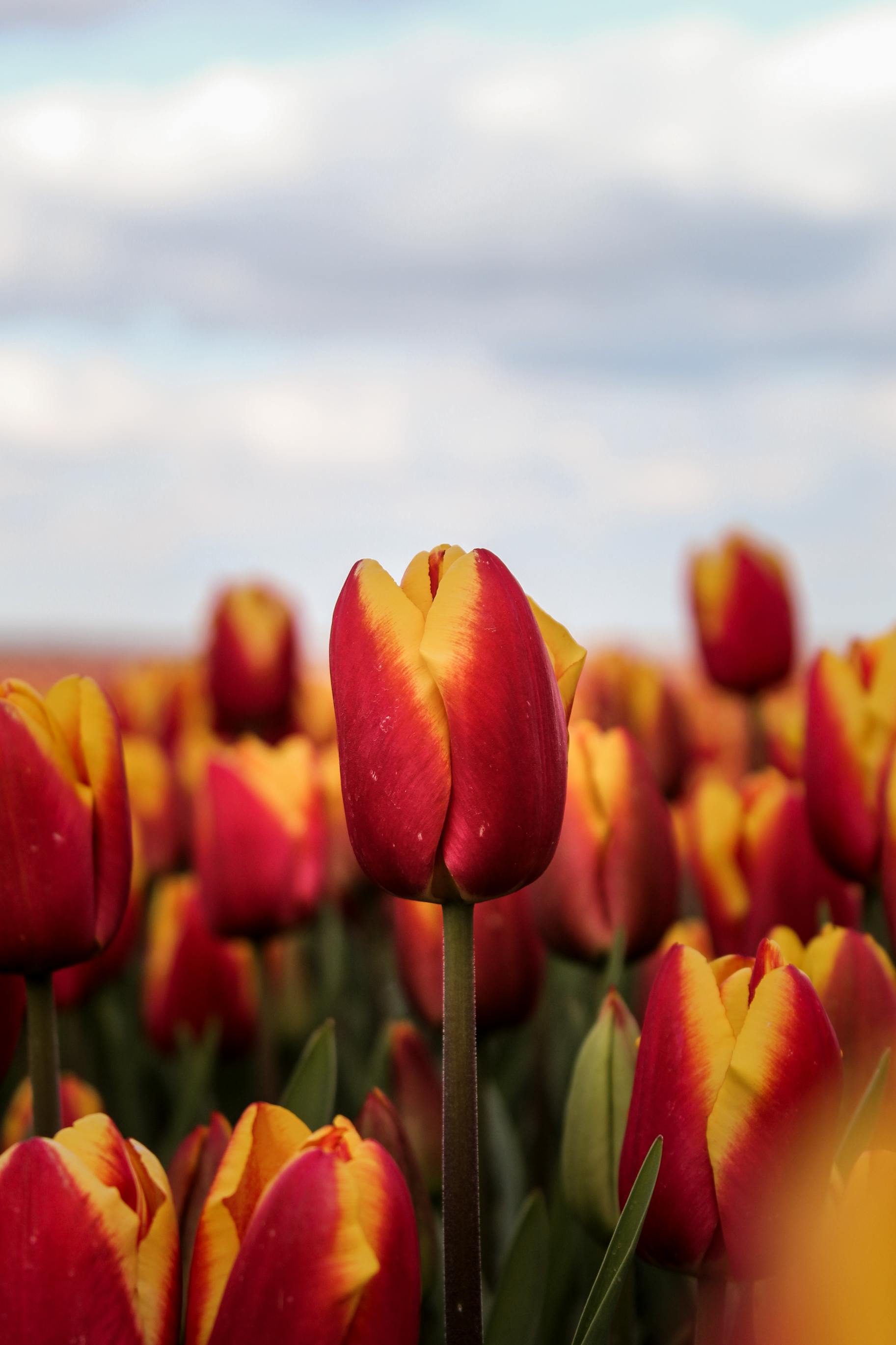 Close Photography of Red Flower in Vase · Free Stock Photo