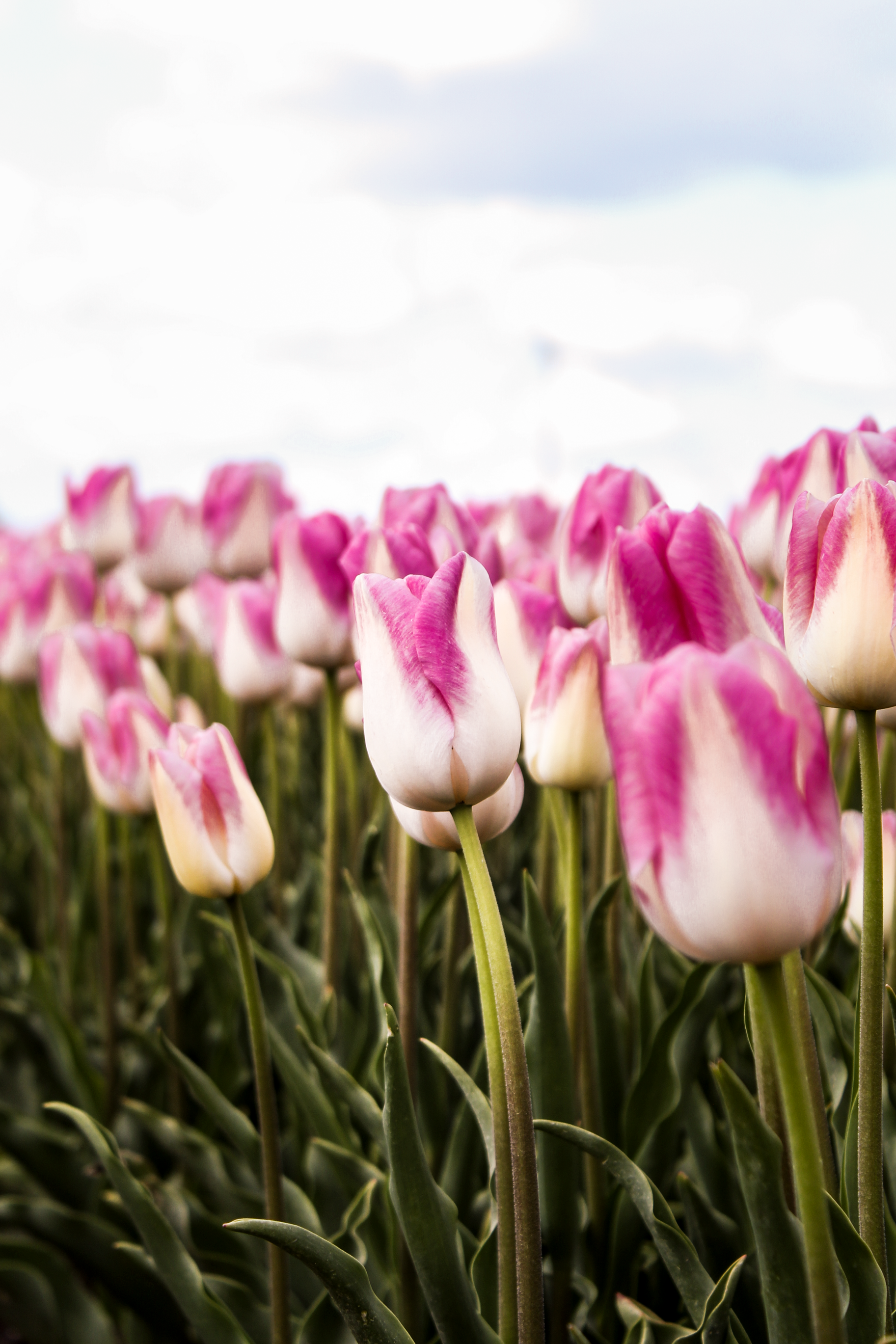 Purple and White Tulip Flowers in Bloom · Free Stock Photo
