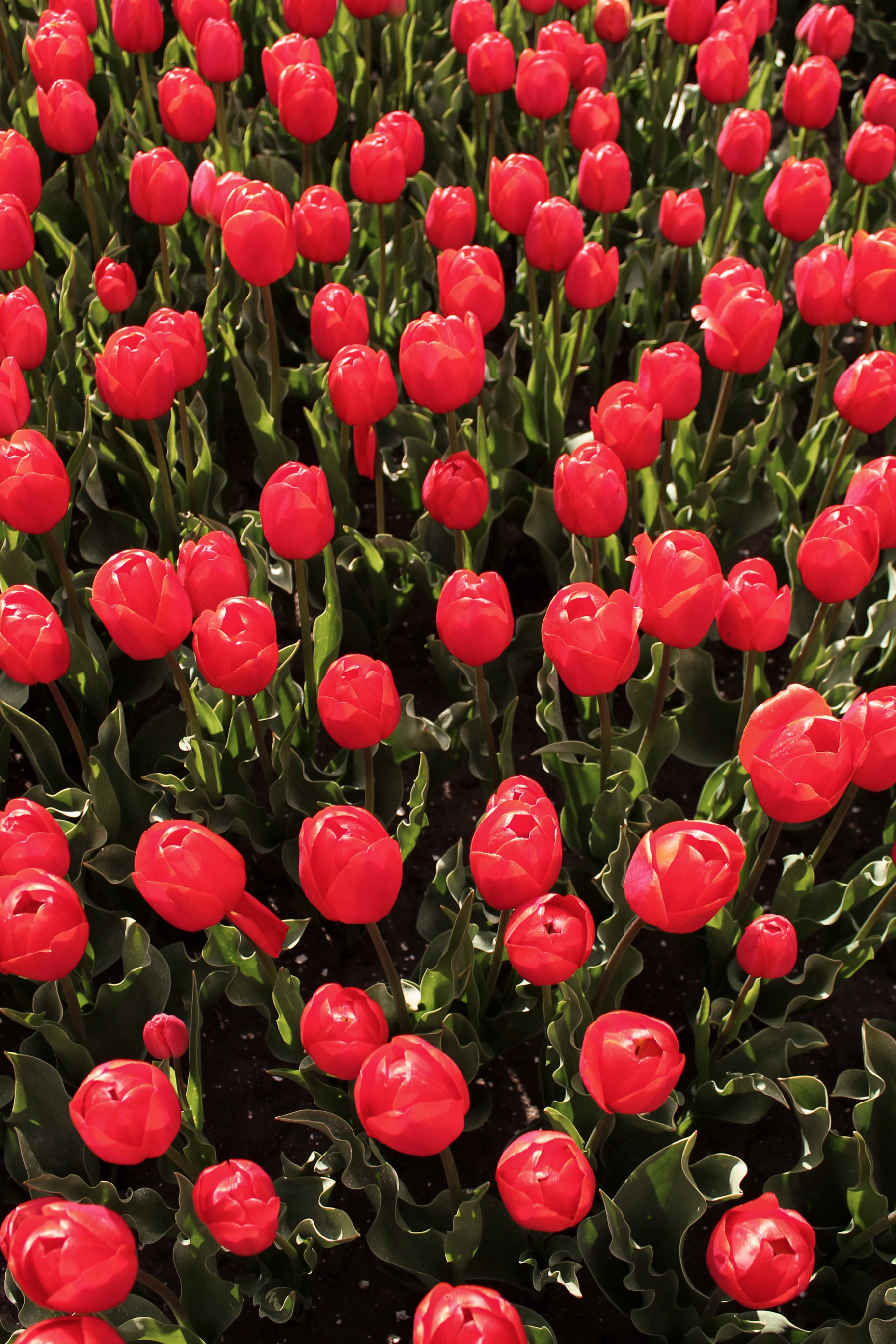 A Red Tulips Field · Free Stock Photo