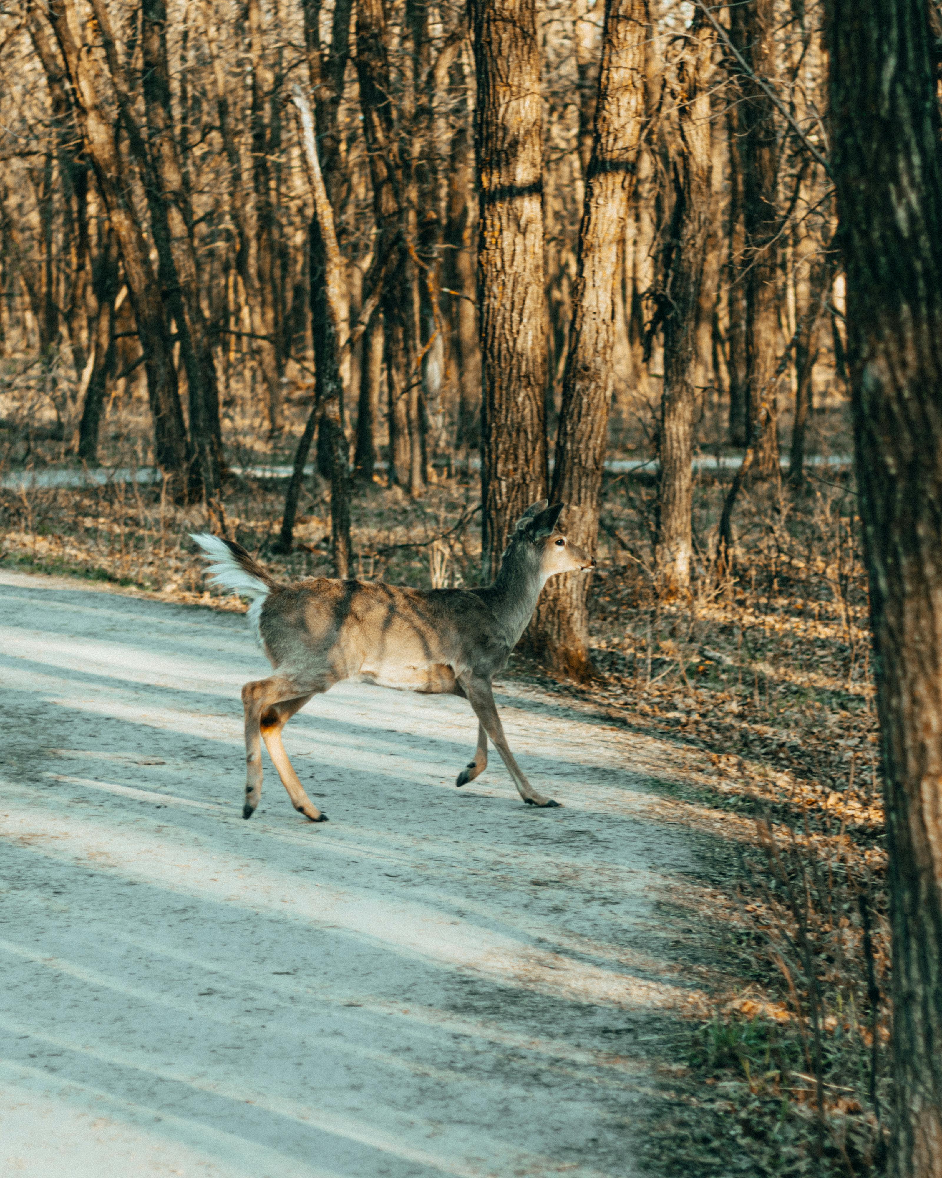 Deer Walking Photos, Download The BEST Free Deer Walking Stock Photos ...