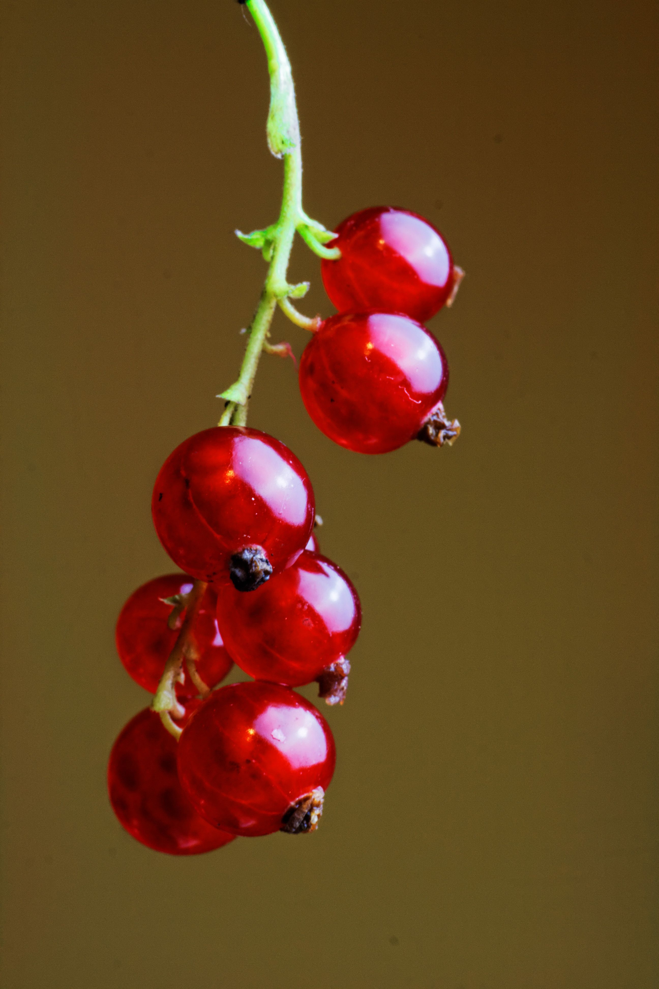 kostenloses-foto-zum-thema-beeren-johannisbeeren-rote-johannisbeeren