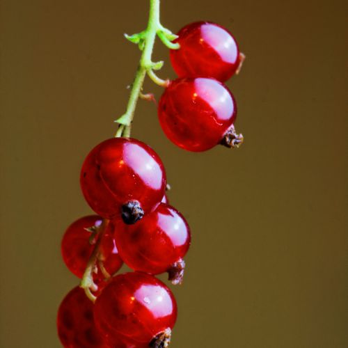 Kostenloses Foto Zum Thema Beeren Johannisbeeren Rote Johannisbeeren kostenloses-foto-zum-thema-beeren-johannisbeeren-rote-johannisbeeren