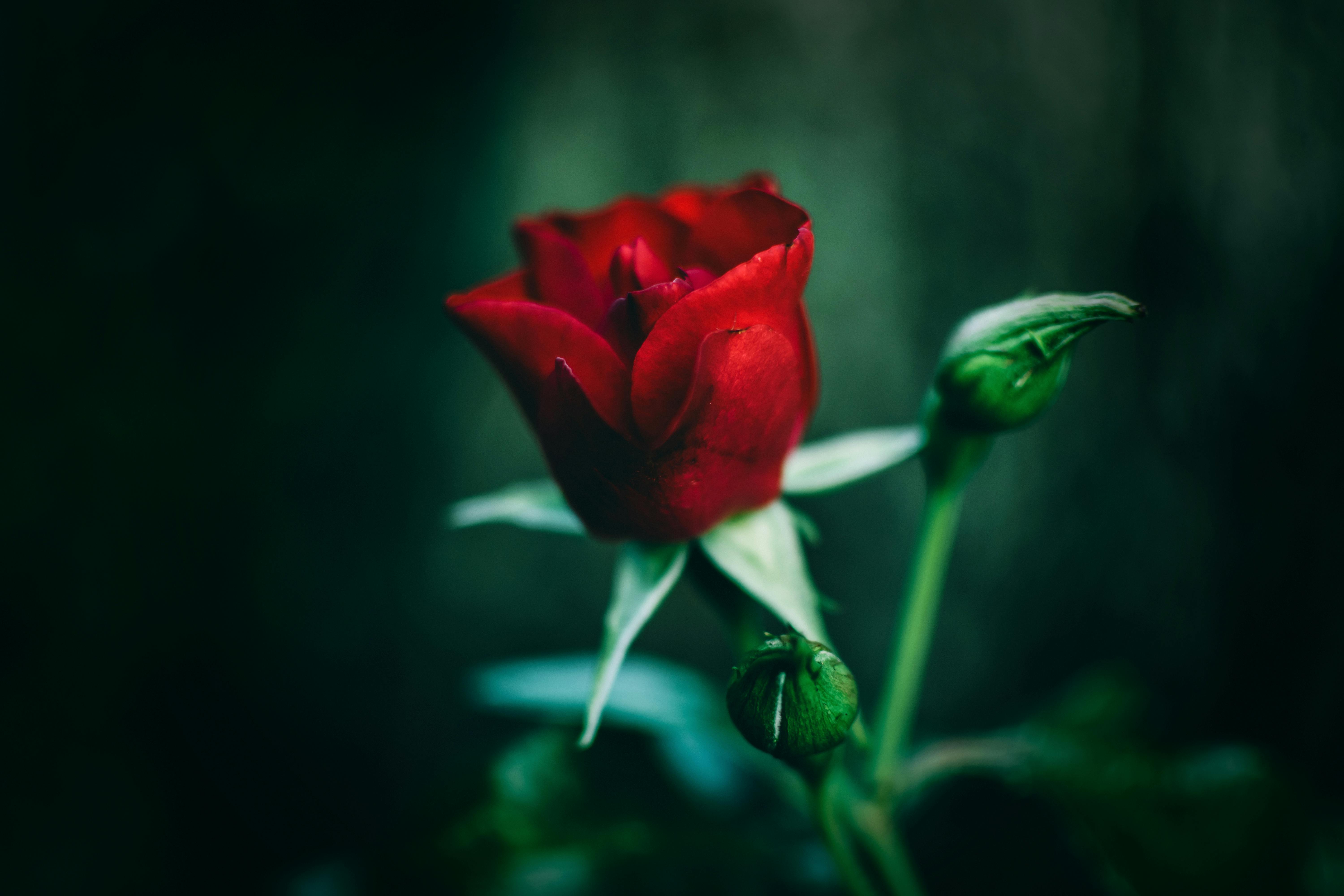 Red Withering Rose at Daytime · Free Stock Photo
