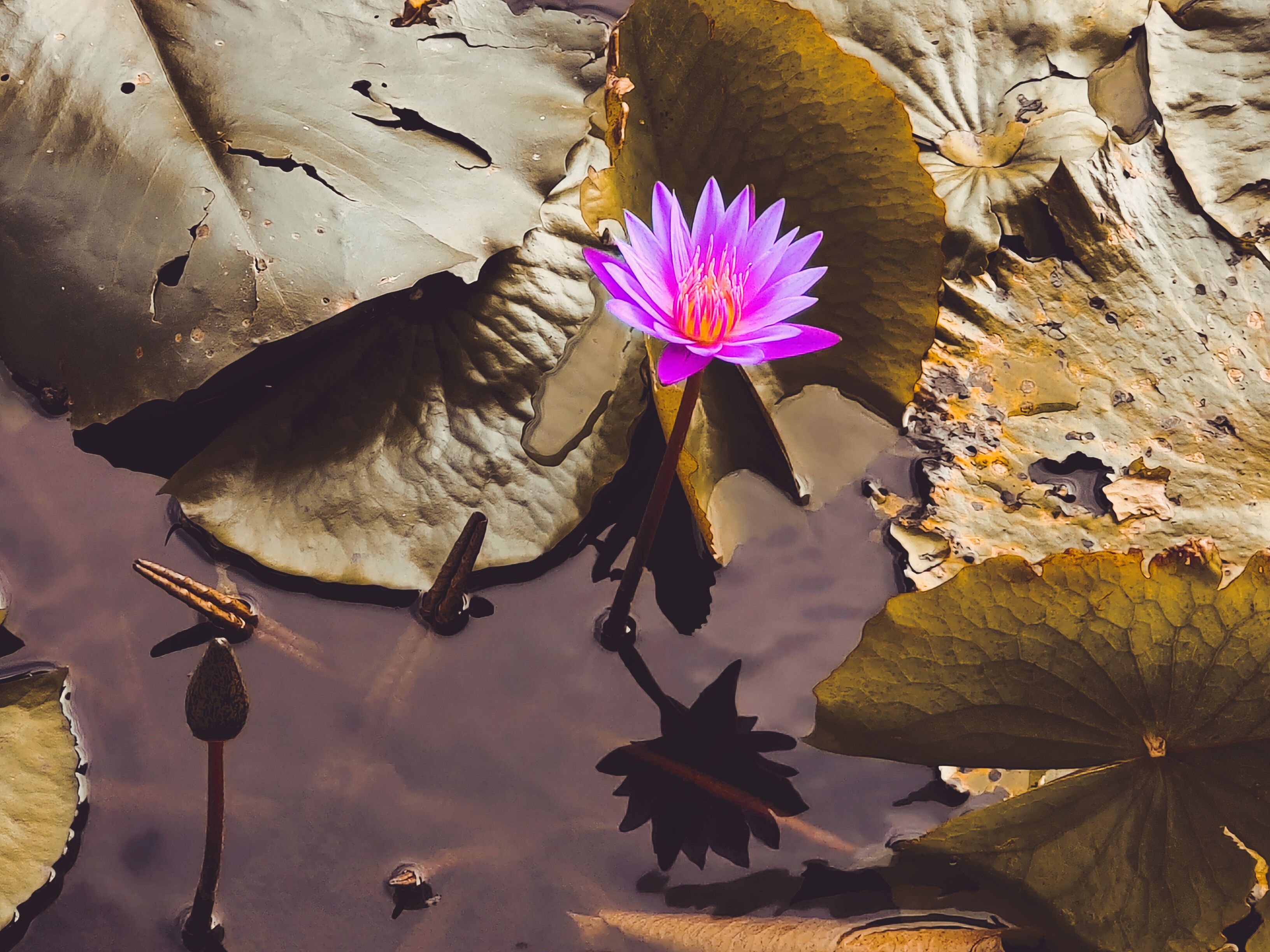 A Lotus Flower in the Water · Free Stock Photo