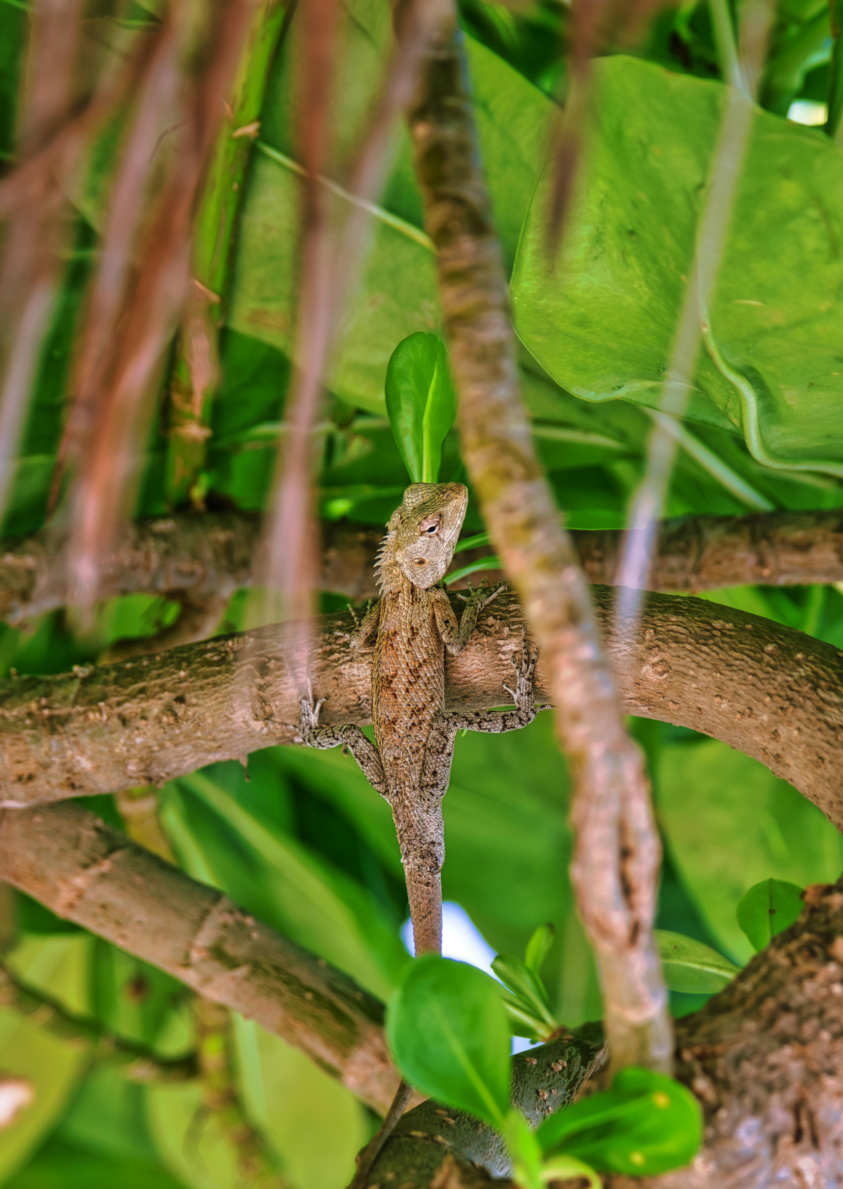 Grayscale Photo of a Lizard on Plant · Free Stock Photo