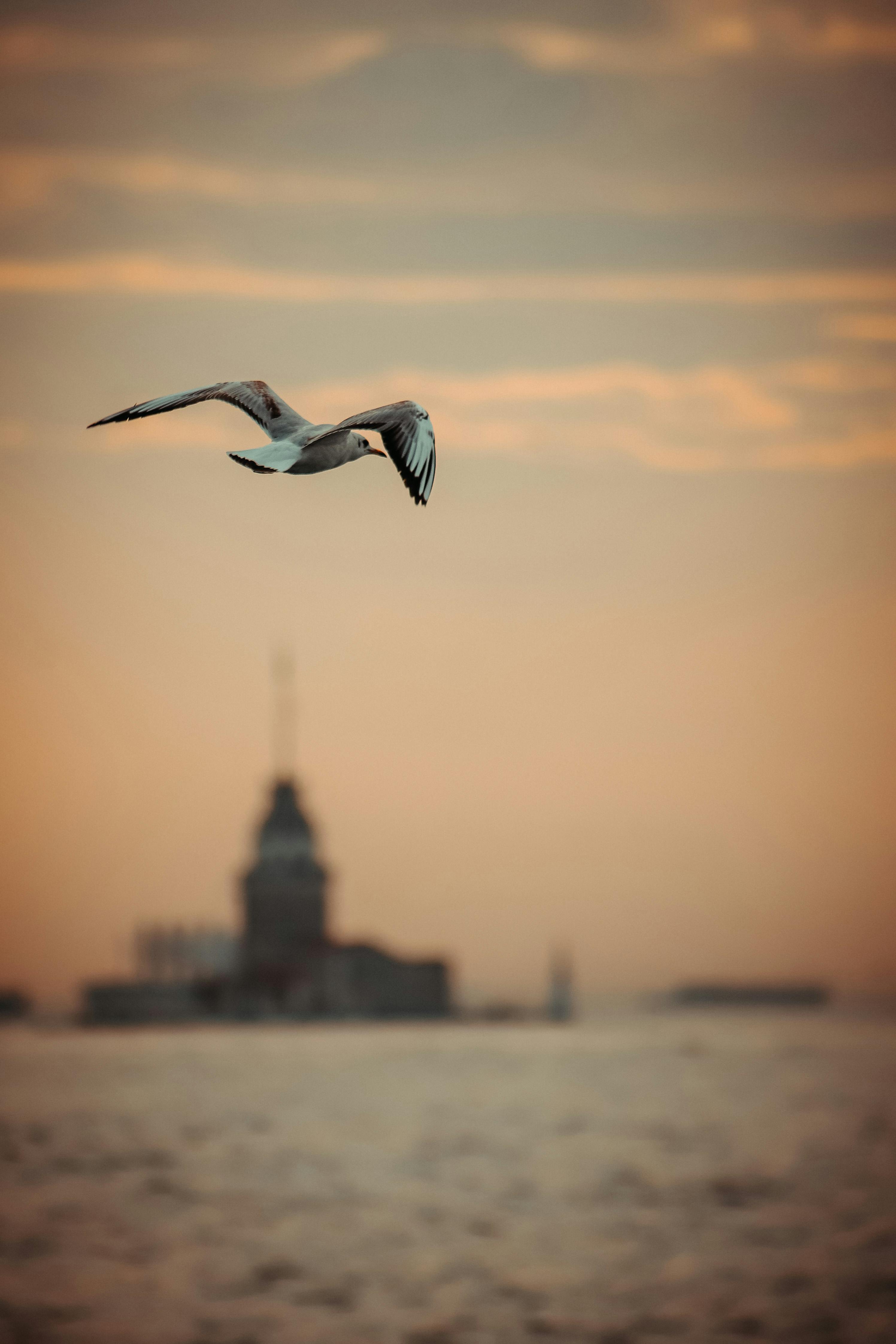 Bird Flying Motion Photos, Download Free Bird Flying Motion Stock ...