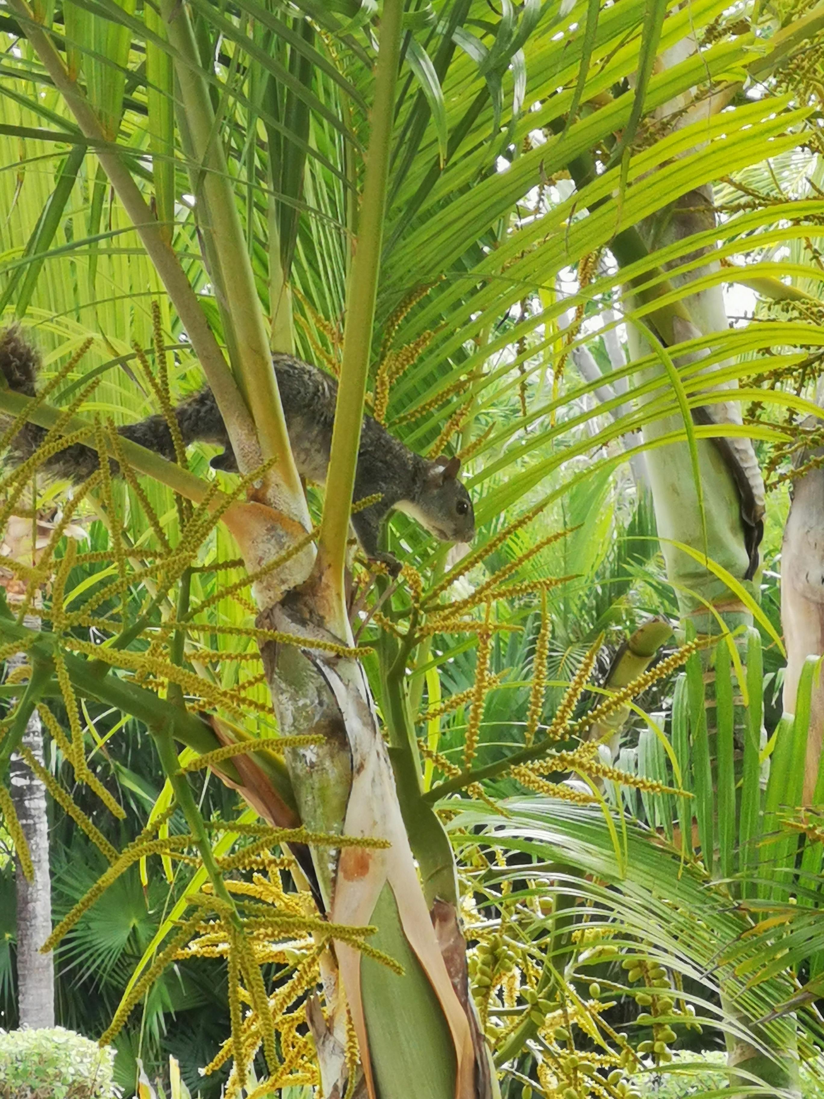 Carlos Porras - 사진