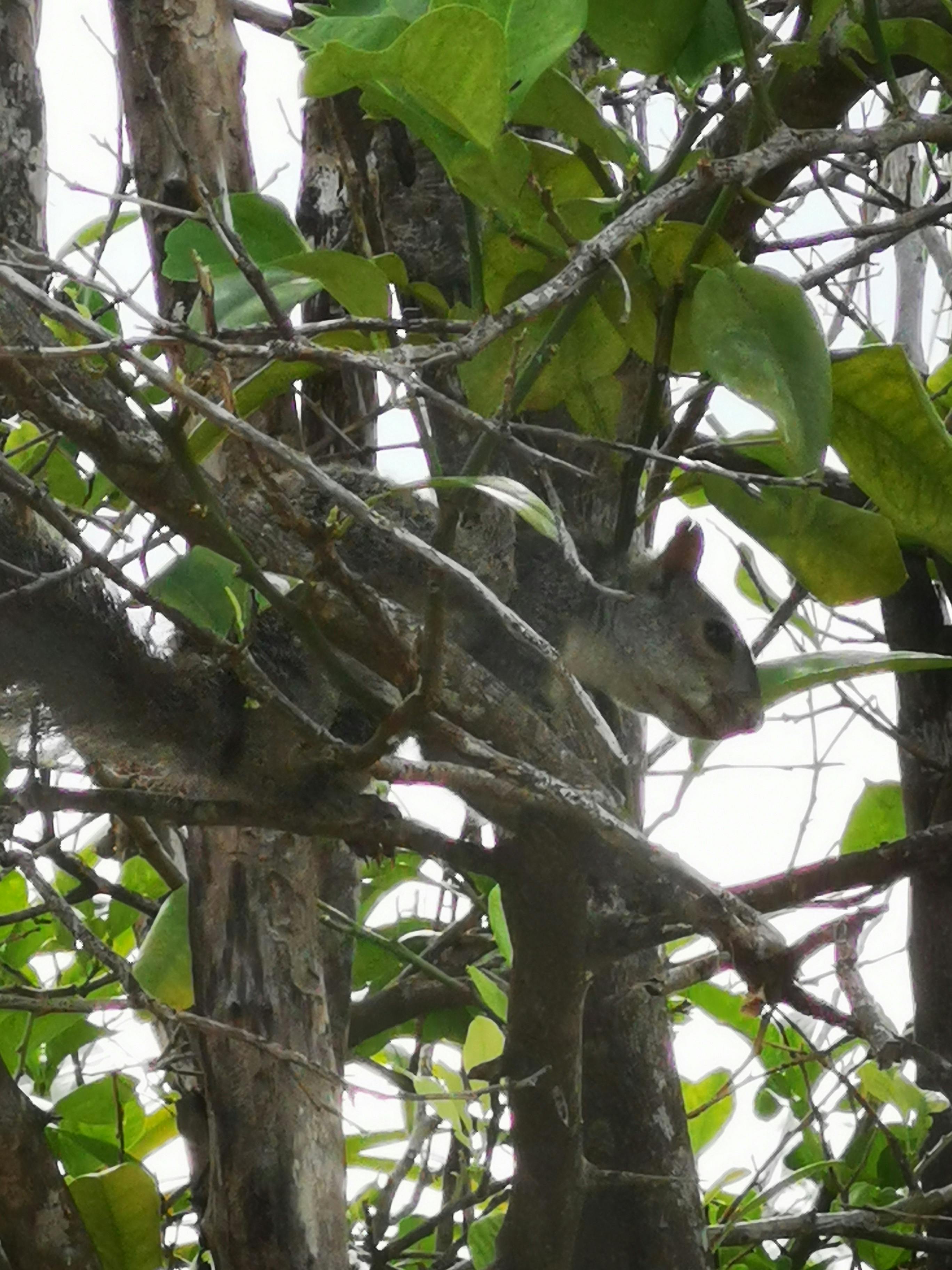 Carlos Porras - 사진