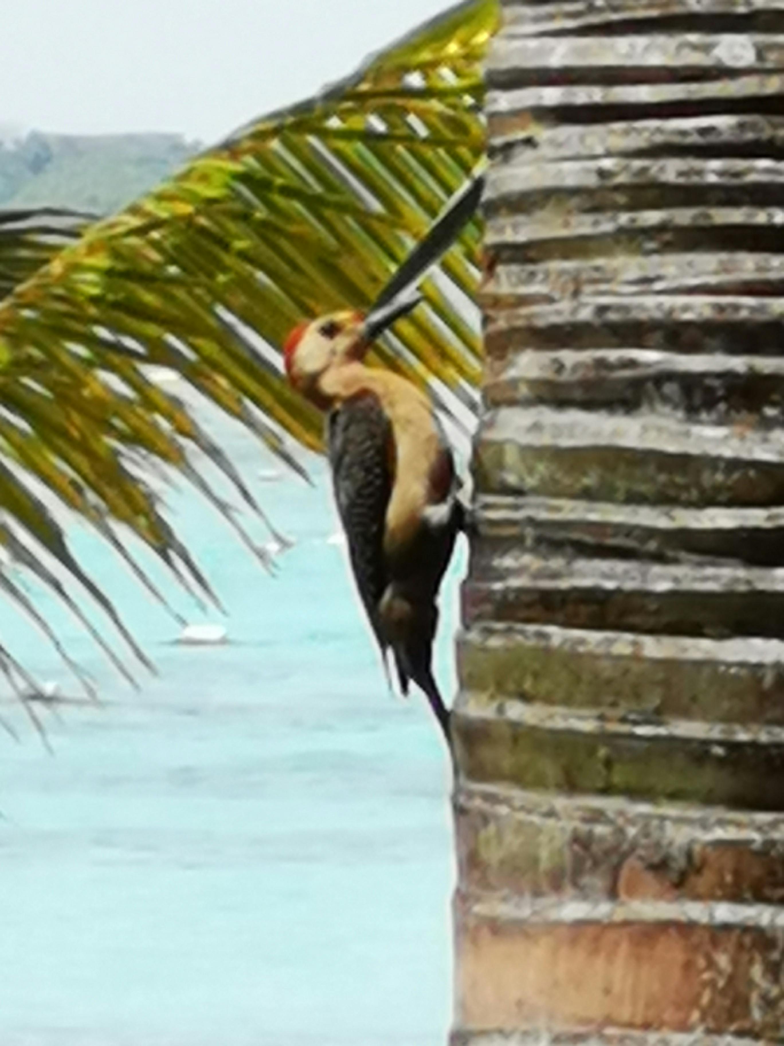 Carlos Porras - 사진