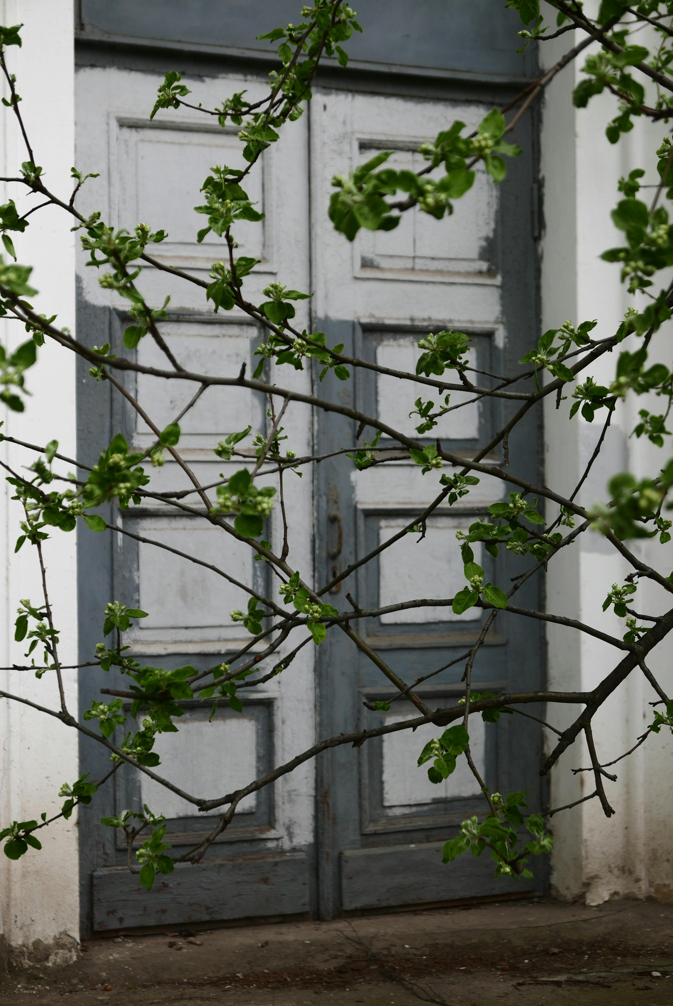 15+ Best Free Trellis Stock Photos & Images · 100% Royalty-Free HD ...