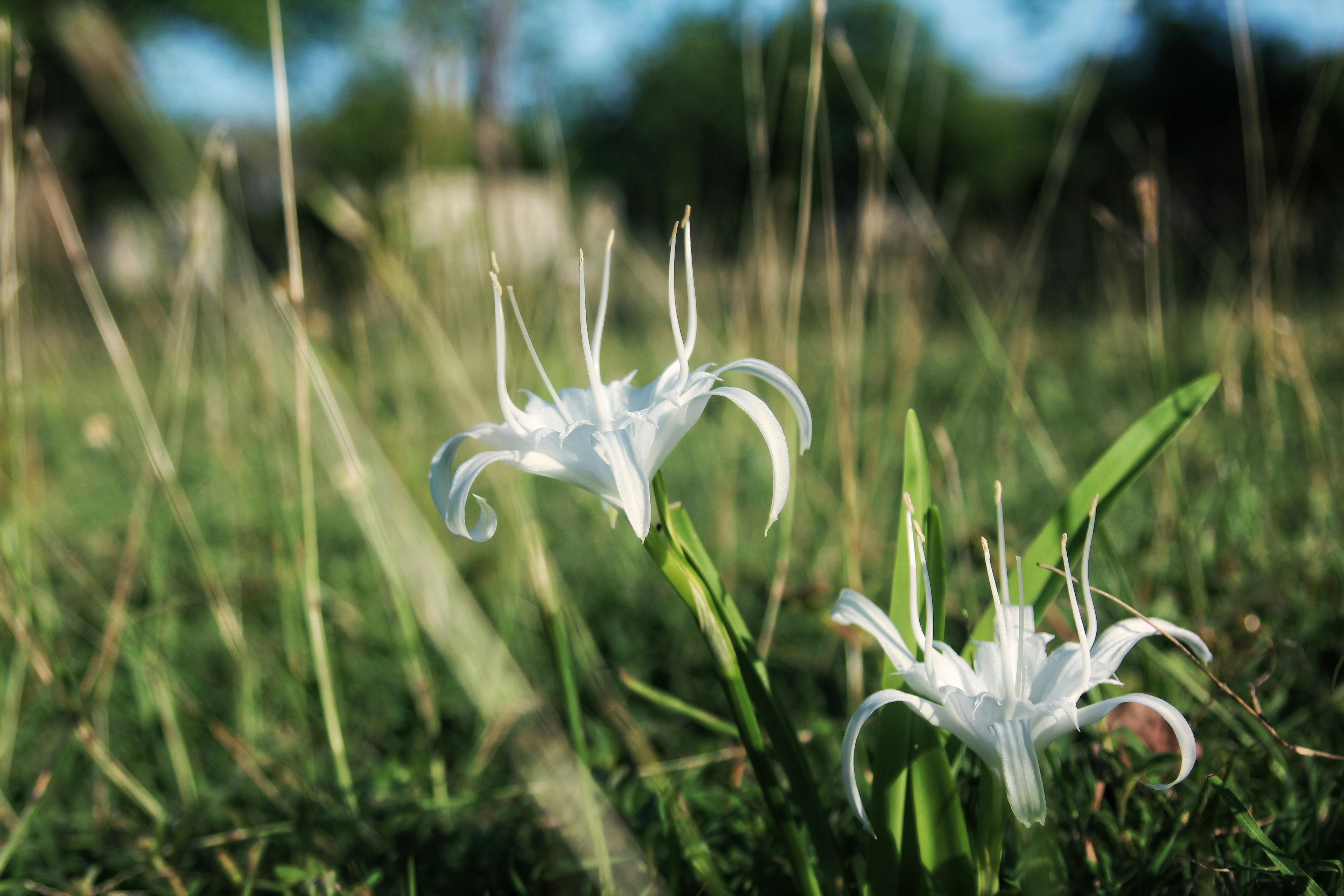 Yehan Ashoka - Photography