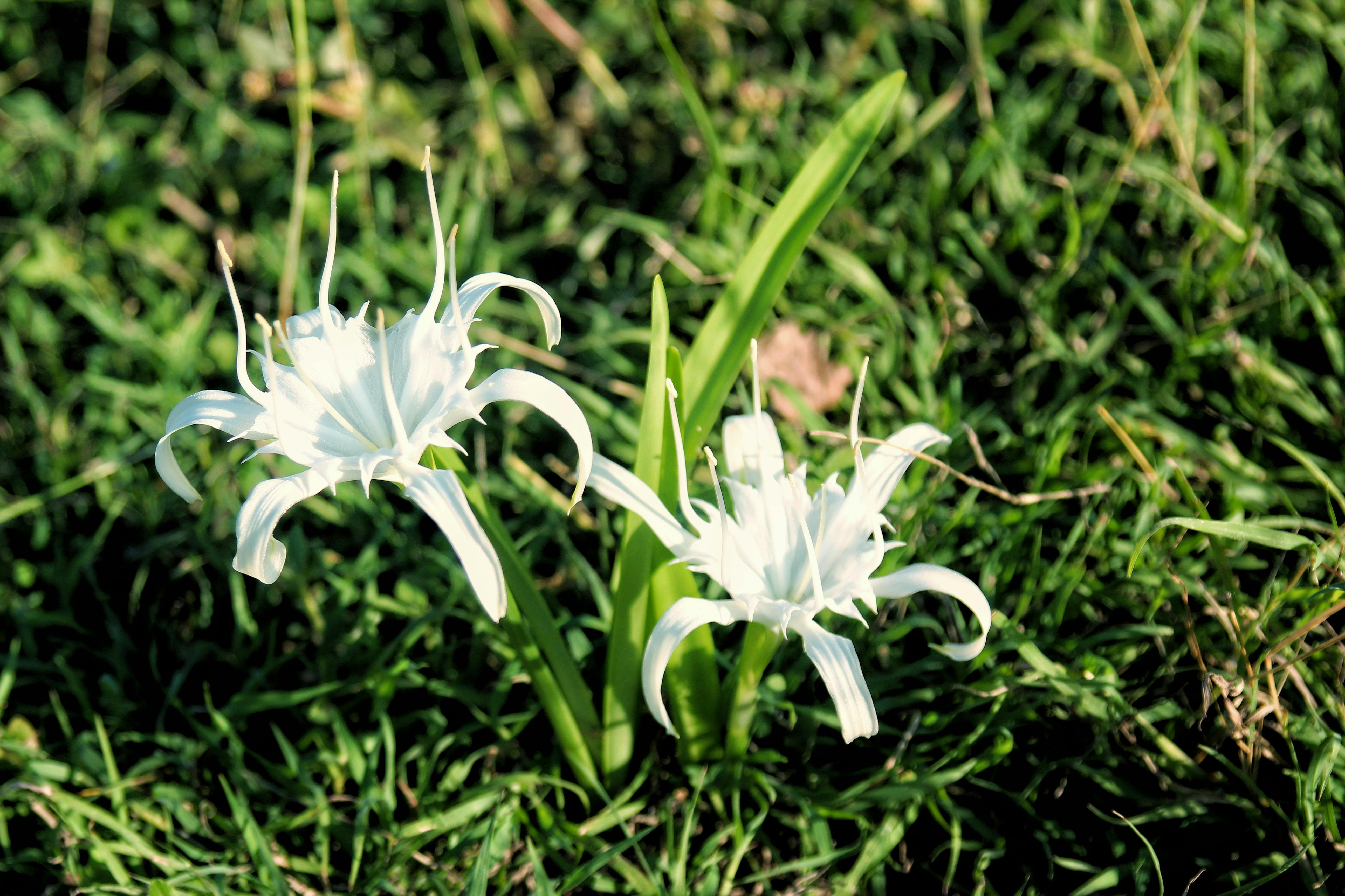 Yehan Ashoka - Photography