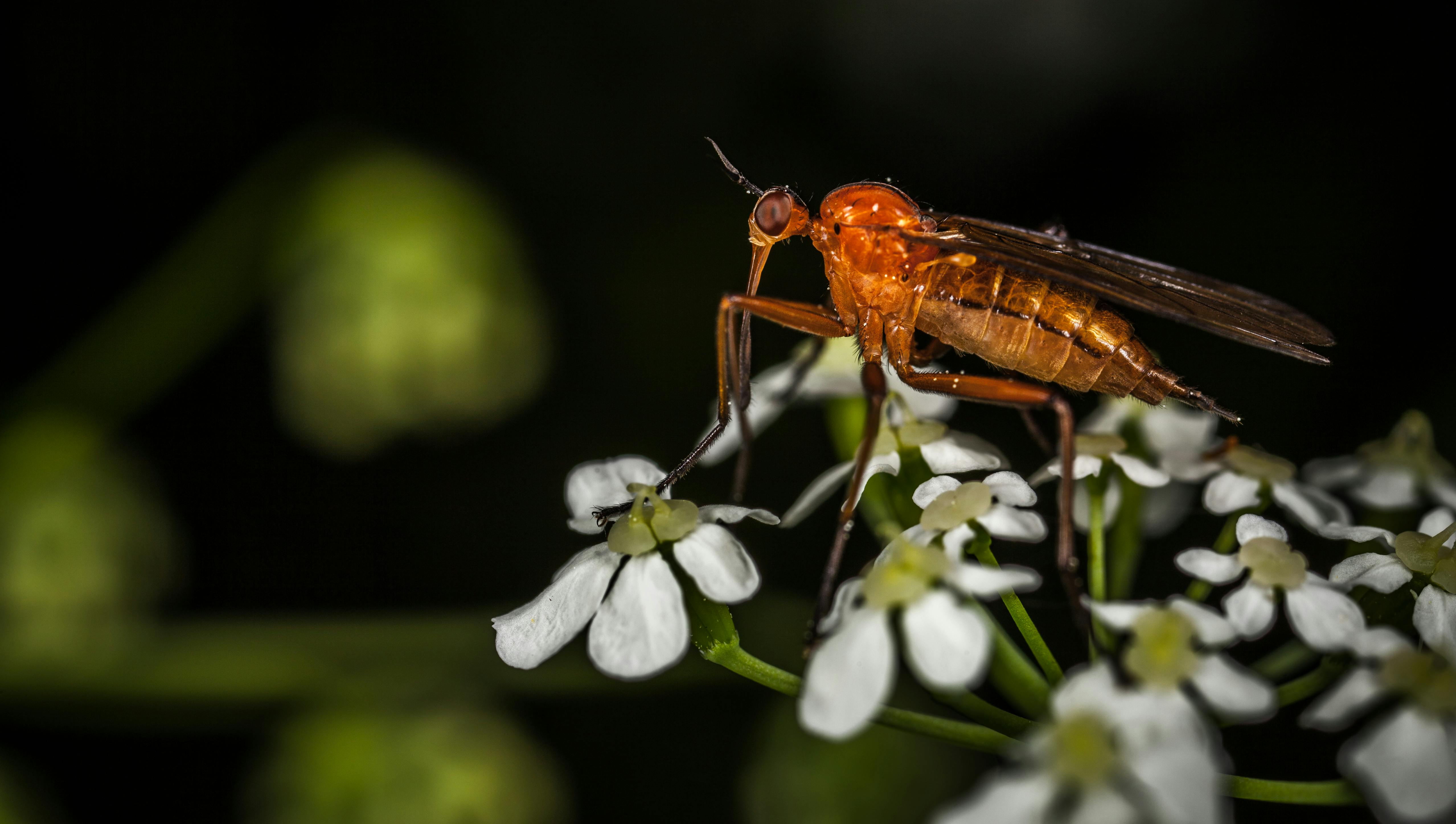 Free stock photo of insect, macro