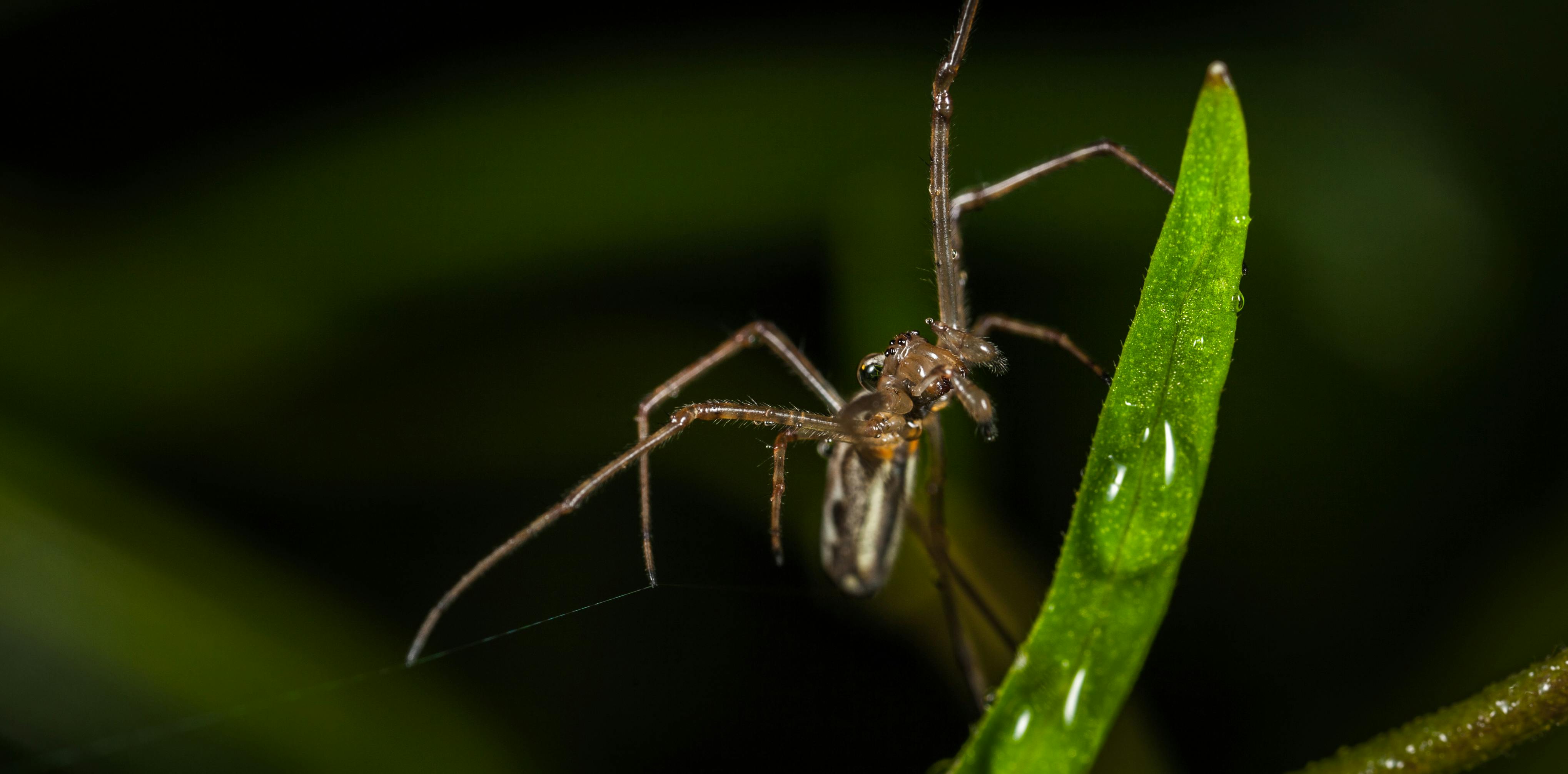 Kostenloses Foto zum Thema: makro, spinne, spinnentier