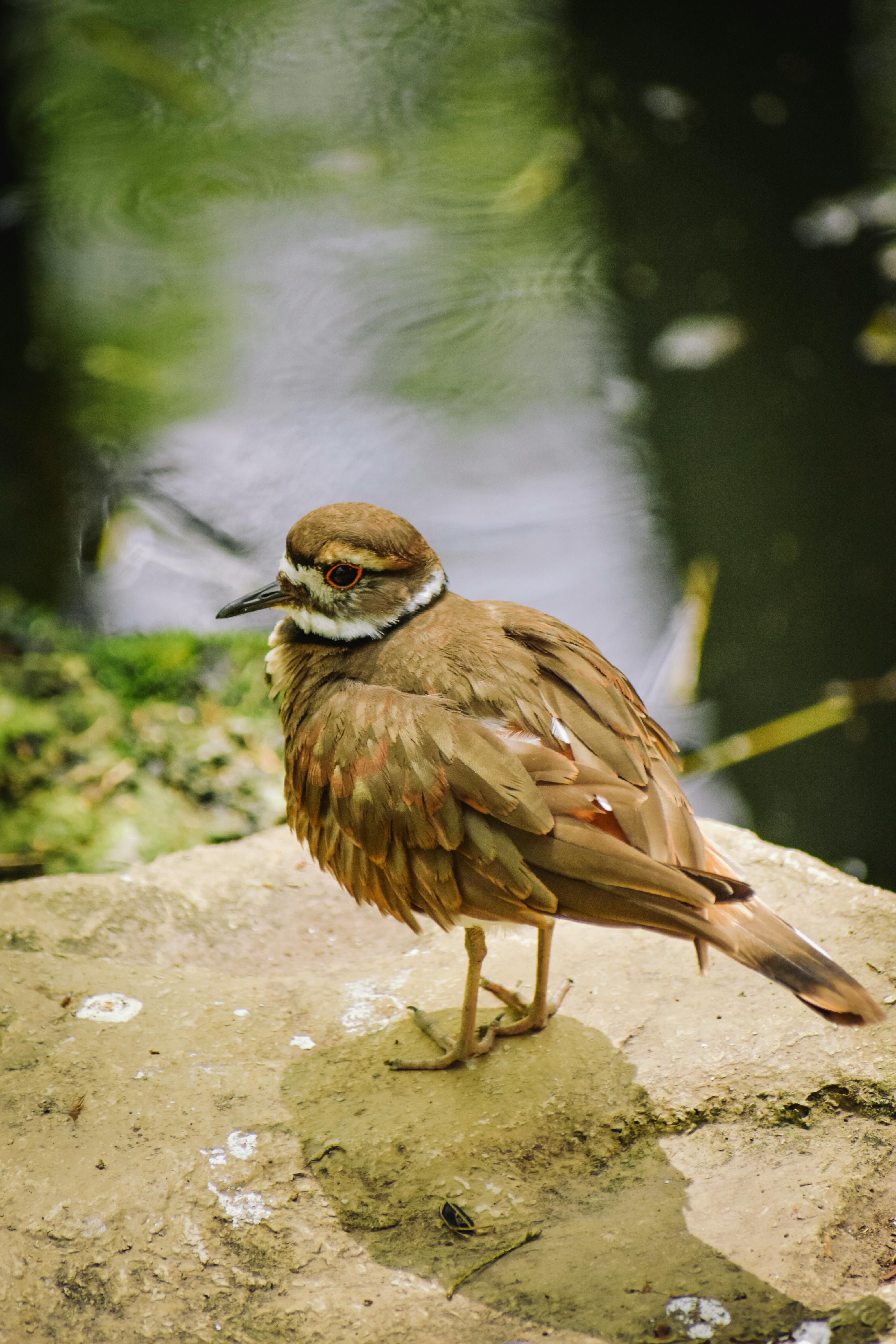 Bird on a Rock · Free Stock Photo
