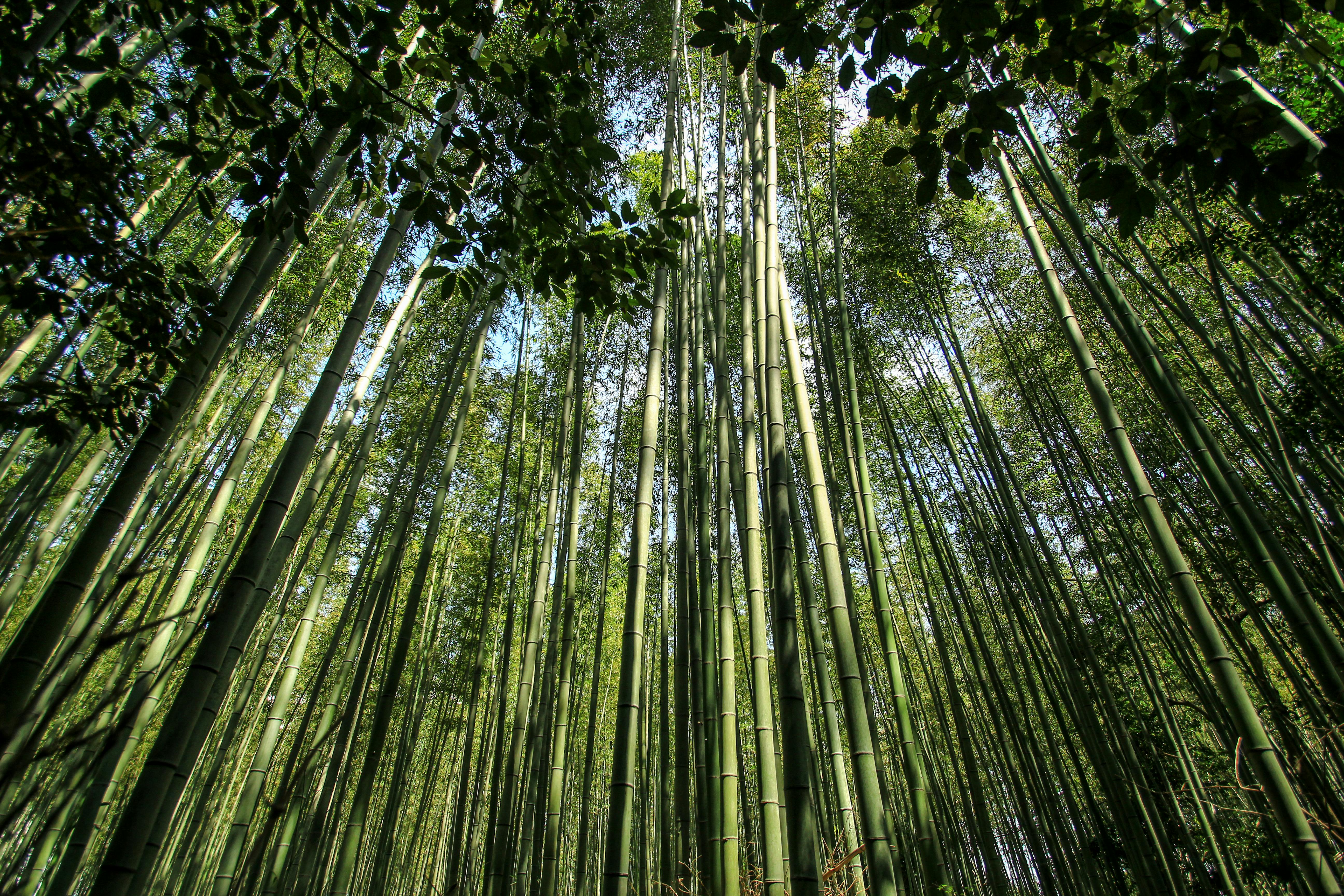 Scenic View of Bamboo Trees · Free Stock Photo