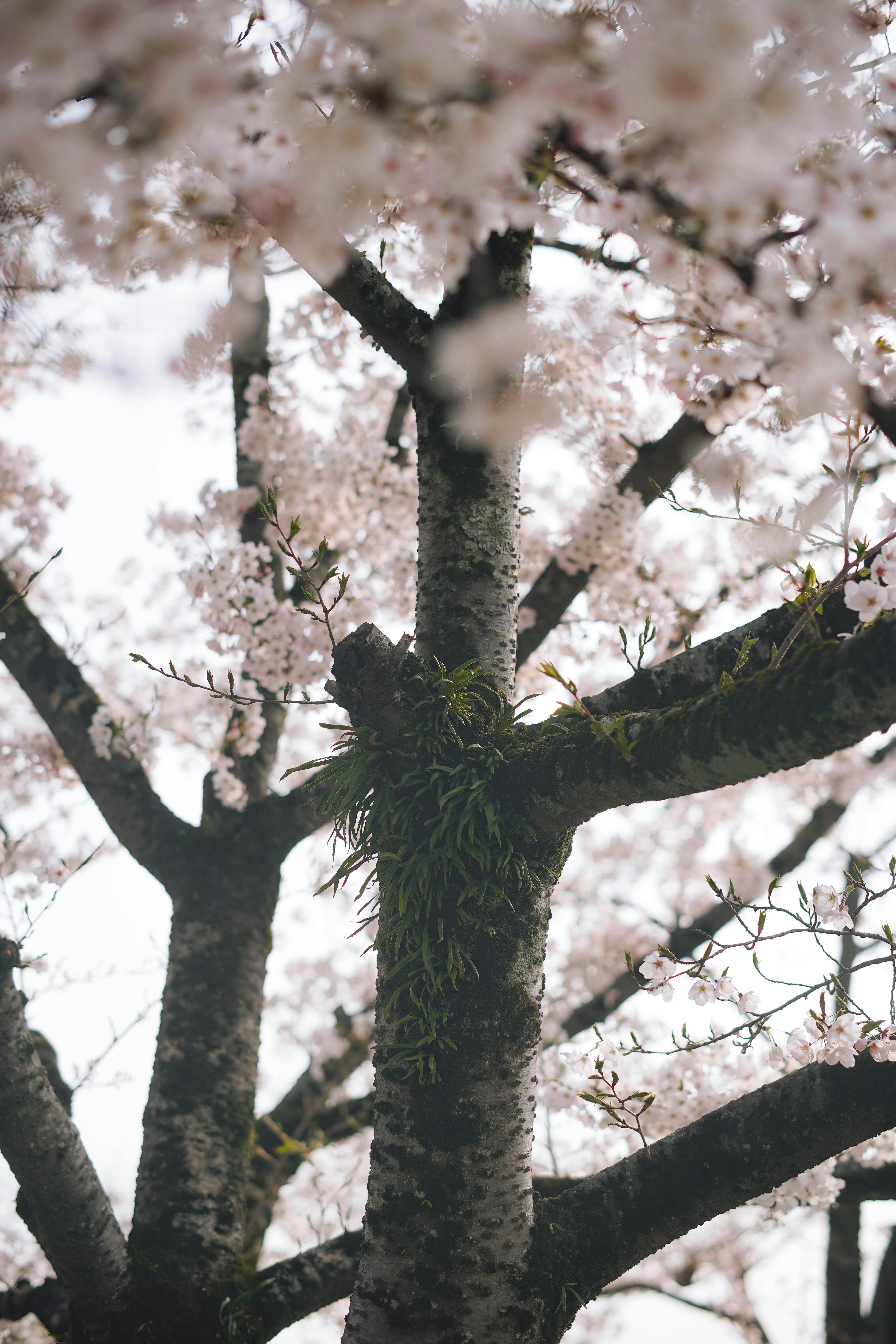 Sakura Tree with Wild Leaves Growing on Tree Trunk · Free Stock Photo