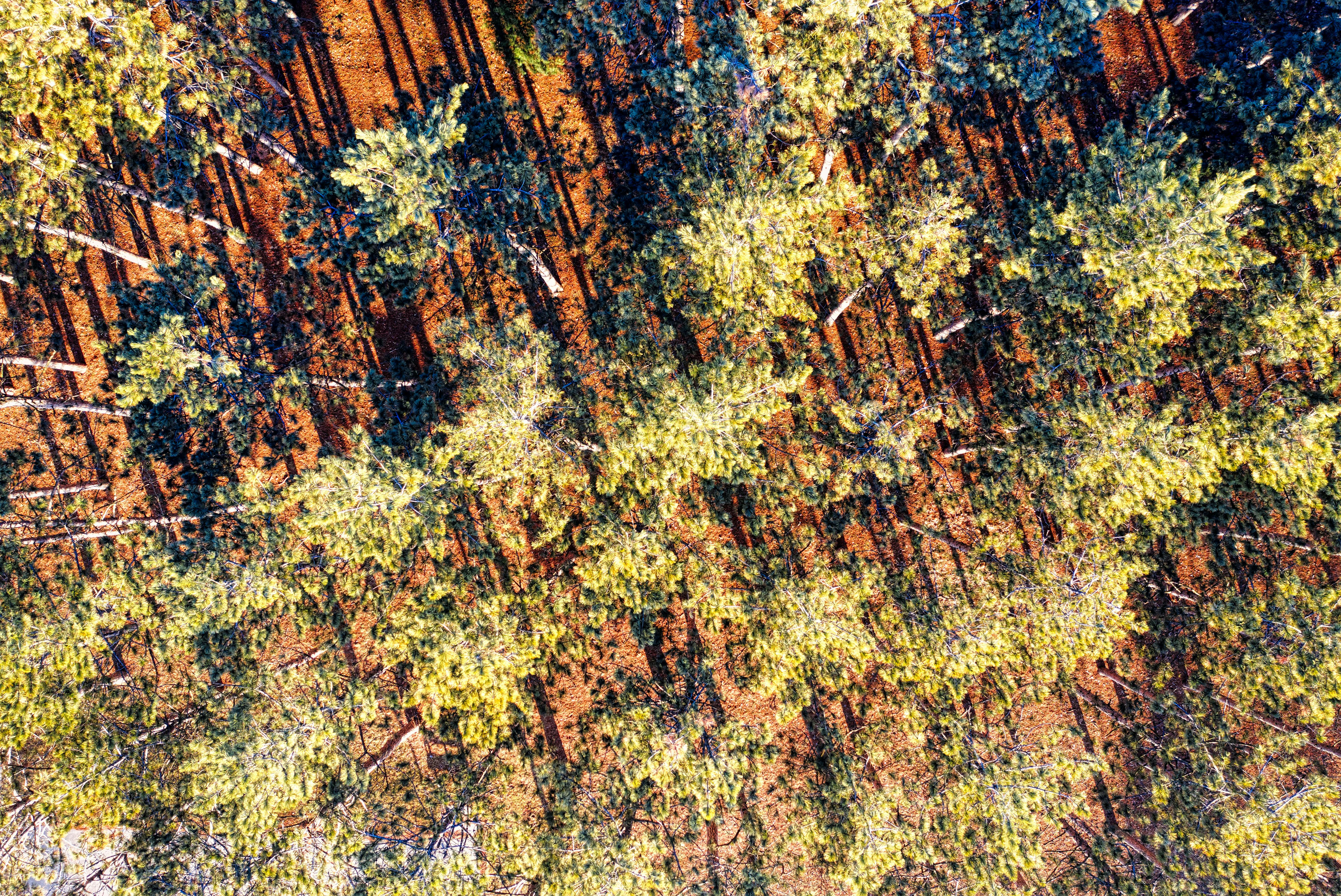 Drone Shot of a Forest · Free Stock Photo