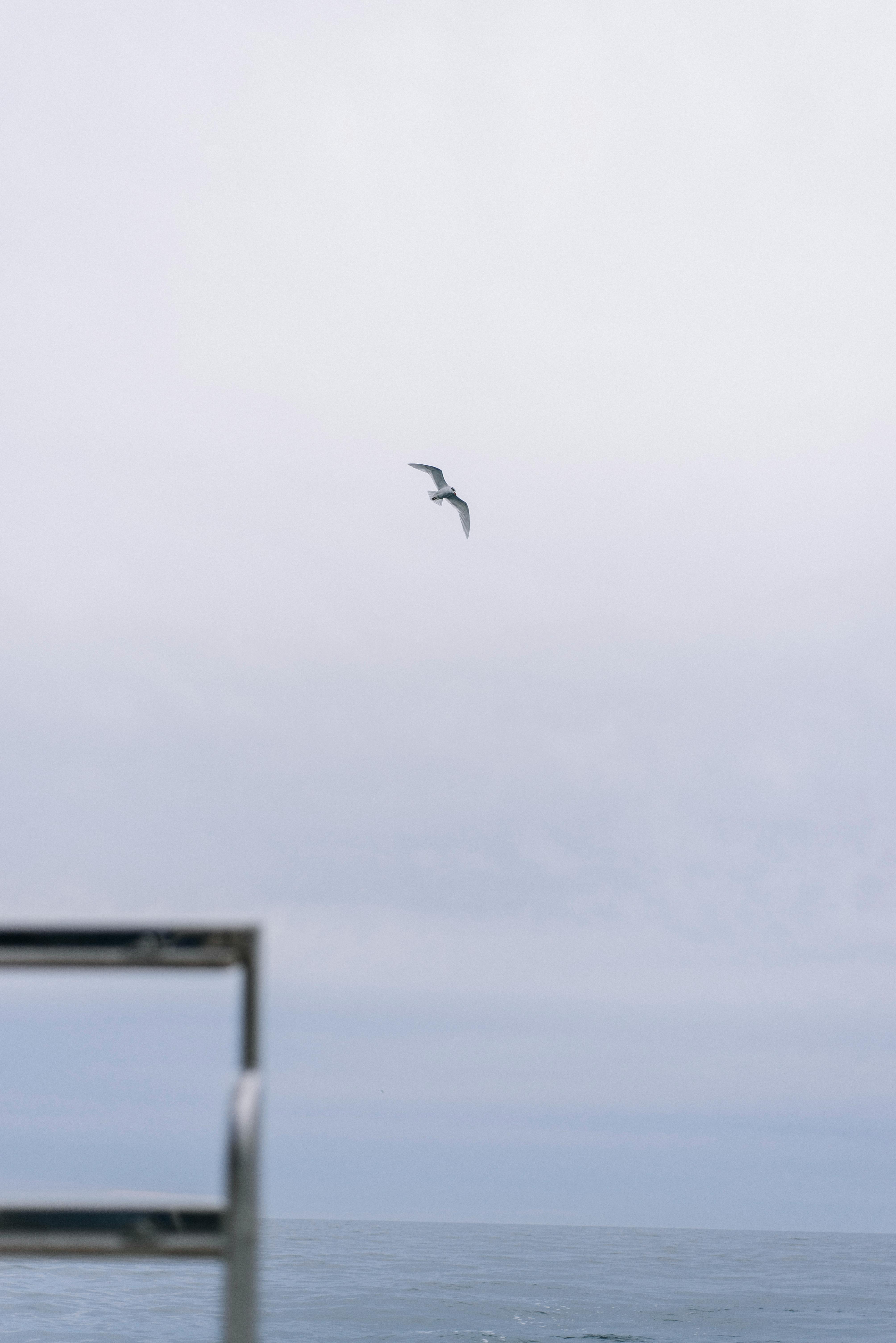 White bird Flying in the Sky · Free Stock Photo