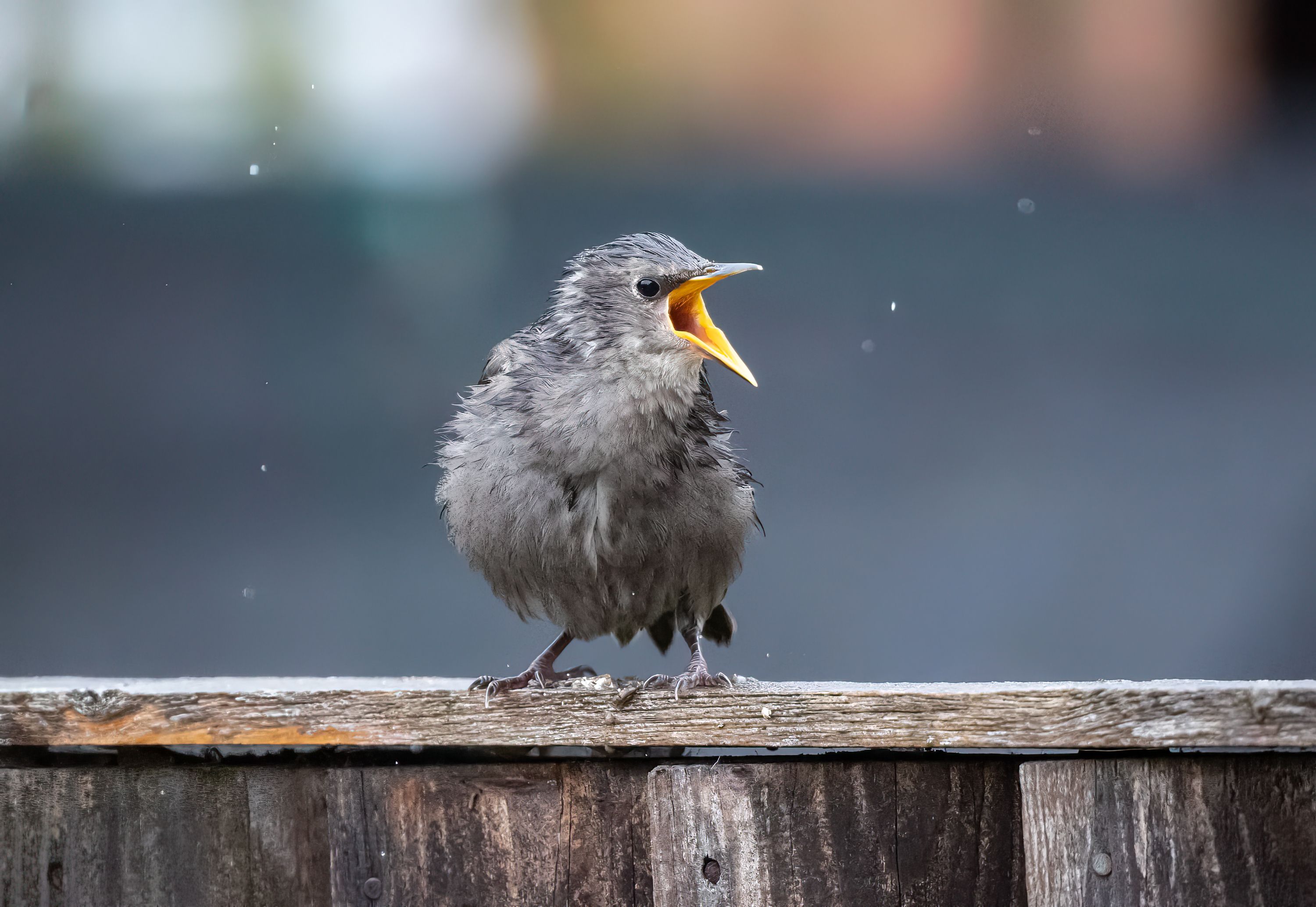 140+ Best Free Starling Stock Photos & Images · 100% Royalty-Free HD ...