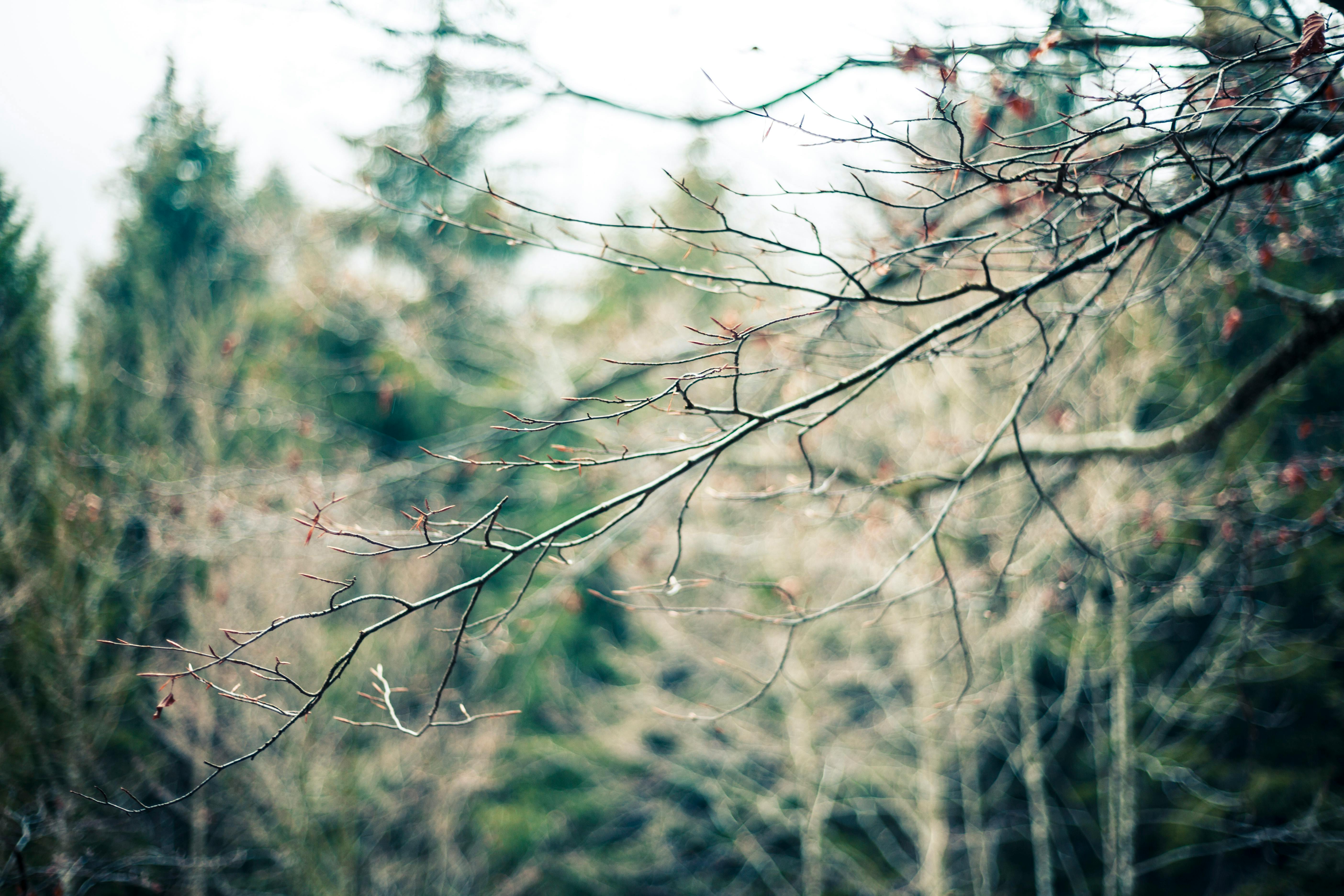 Photography of Tree Branch · Free Stock Photo