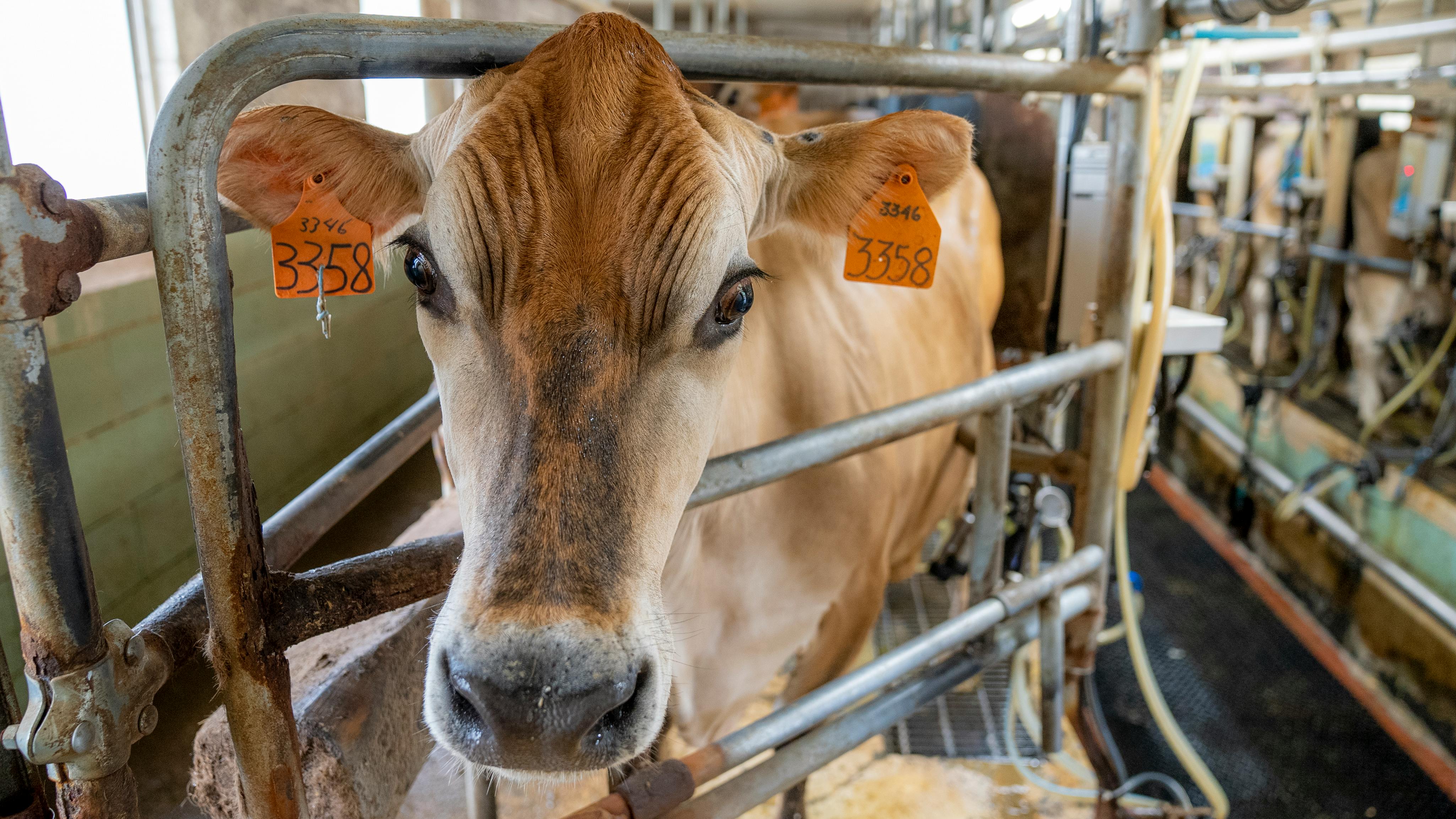 Brown Cows in Peeking on the Window of their Barn · Free Stock Photo
