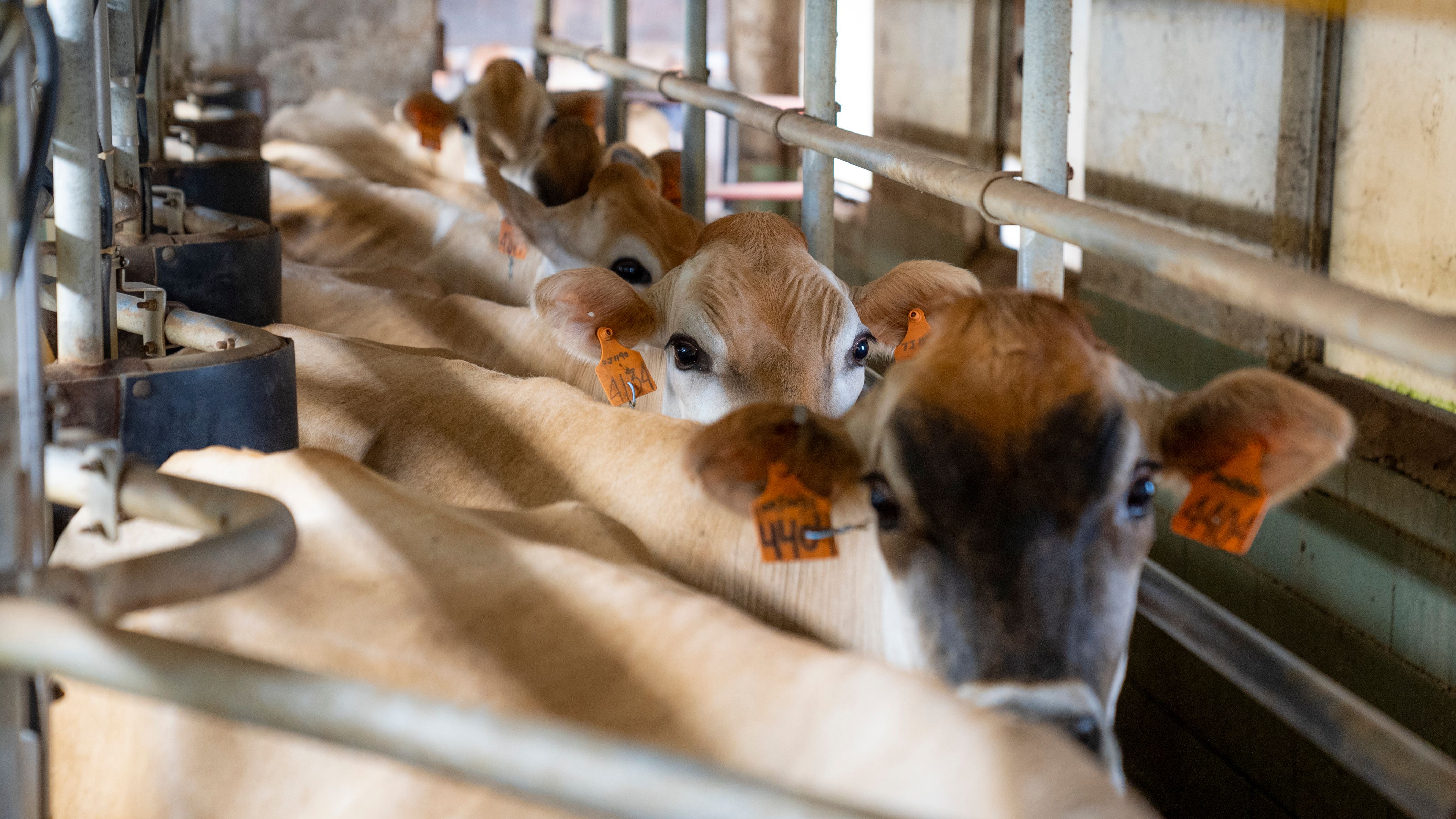 Brown Cows in Peeking on the Window of their Barn · Free Stock Photo