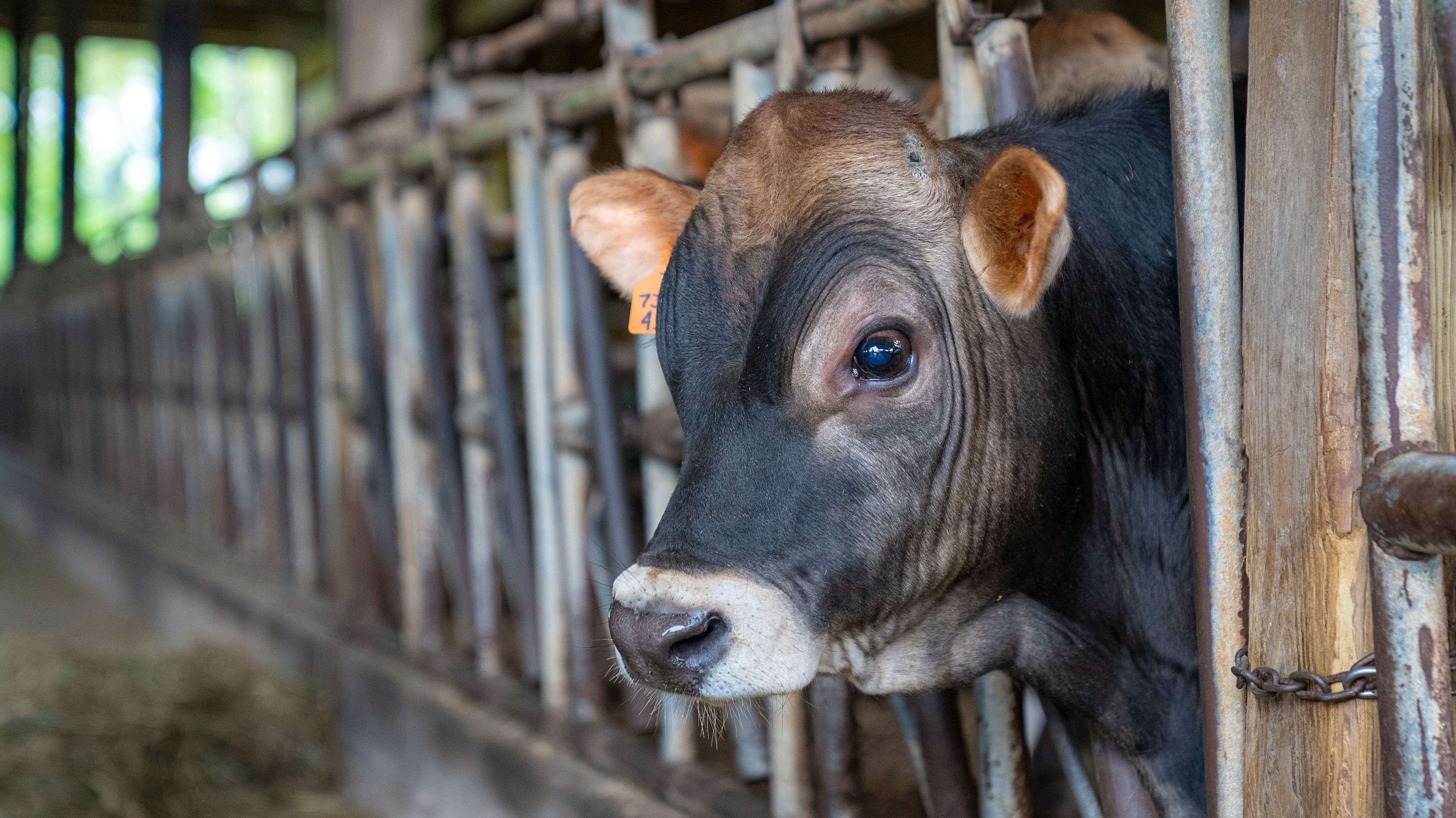 Close-Up Shot of Black Bull · Free Stock Photo