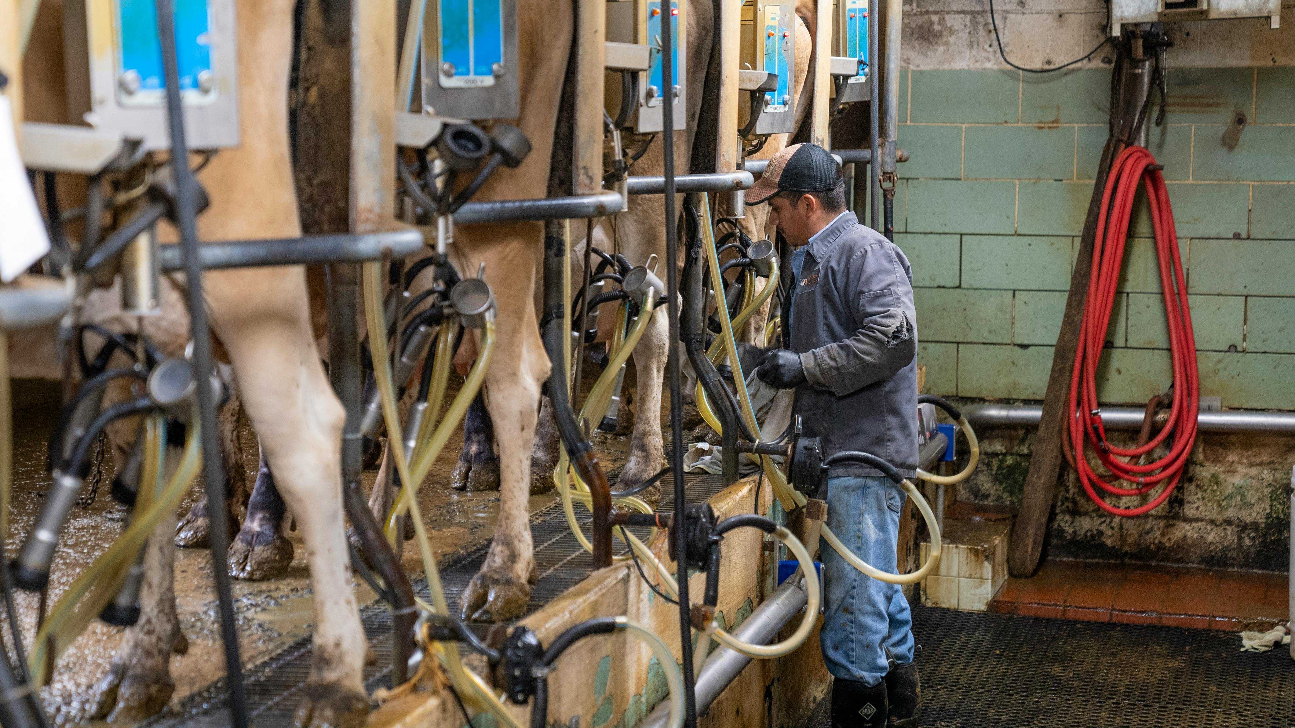 Men Operating Machines for Milking Cows · Free Stock Photo