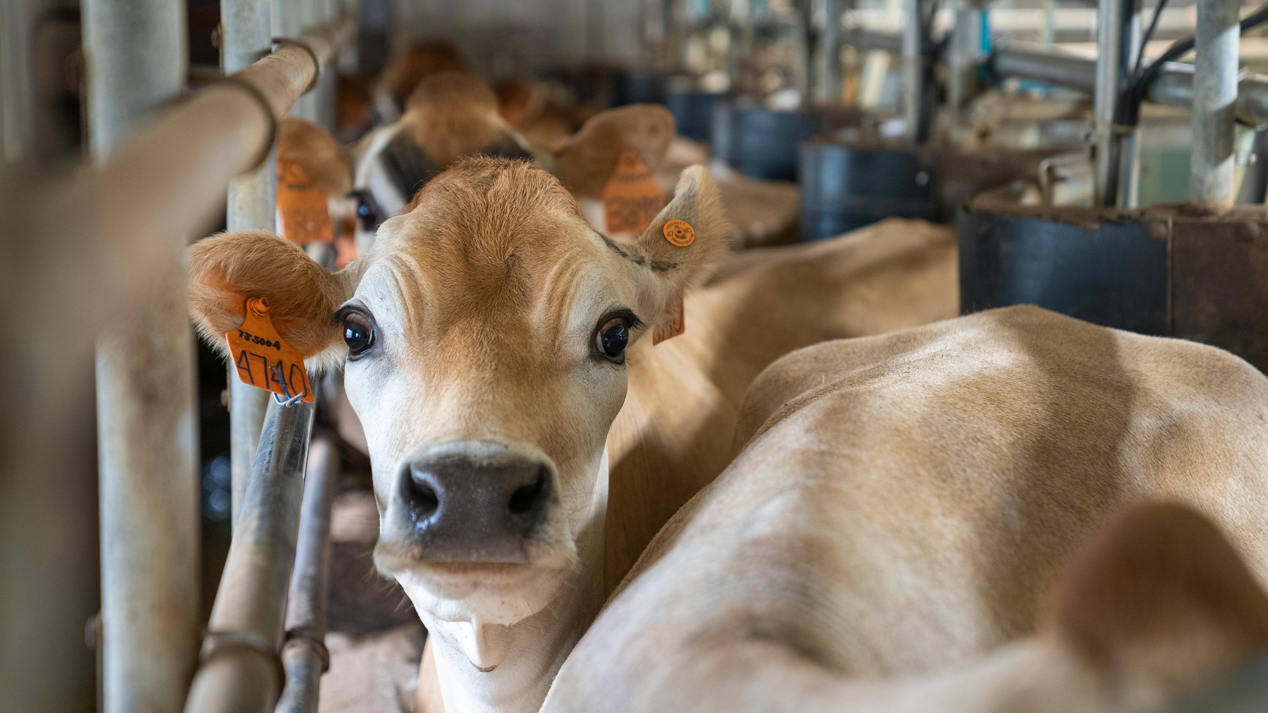 Cow Racing Festival in Vietnam · Free Stock Photo