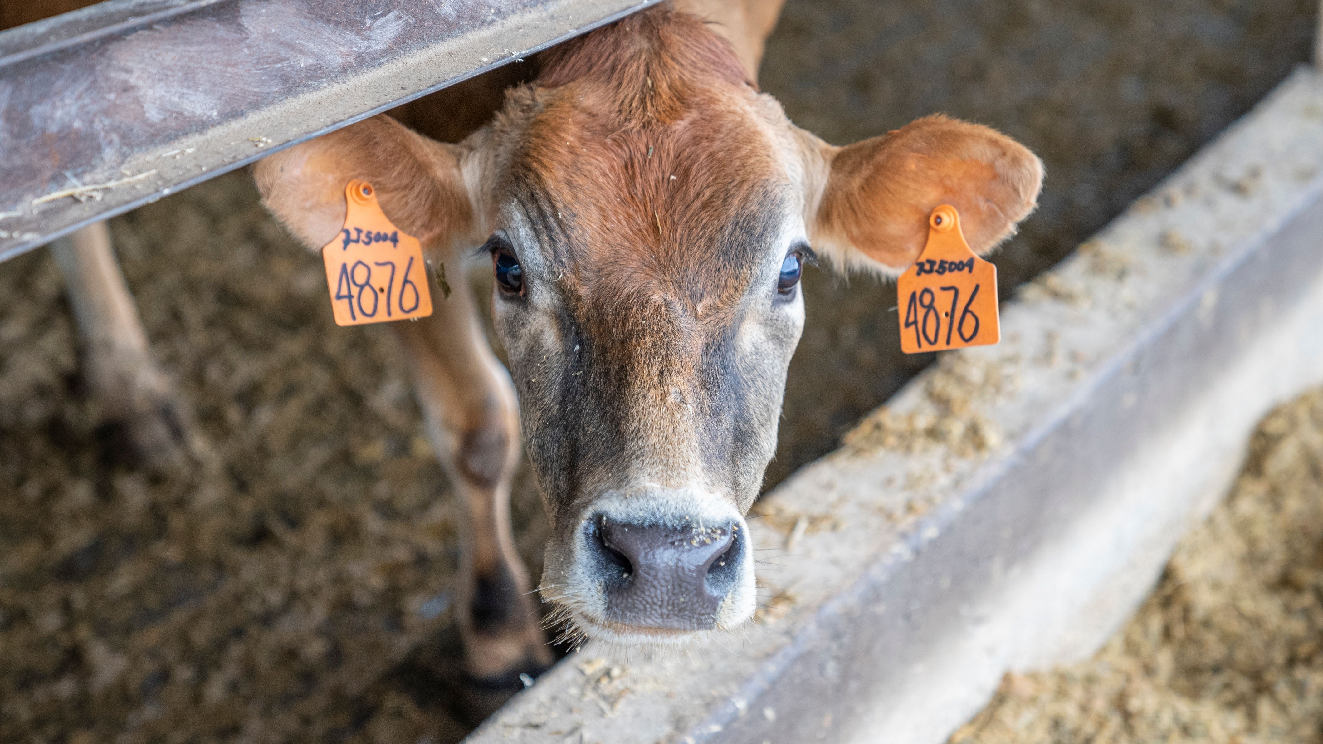 Head of a Cow Between Railing Bars · Free Stock Photo