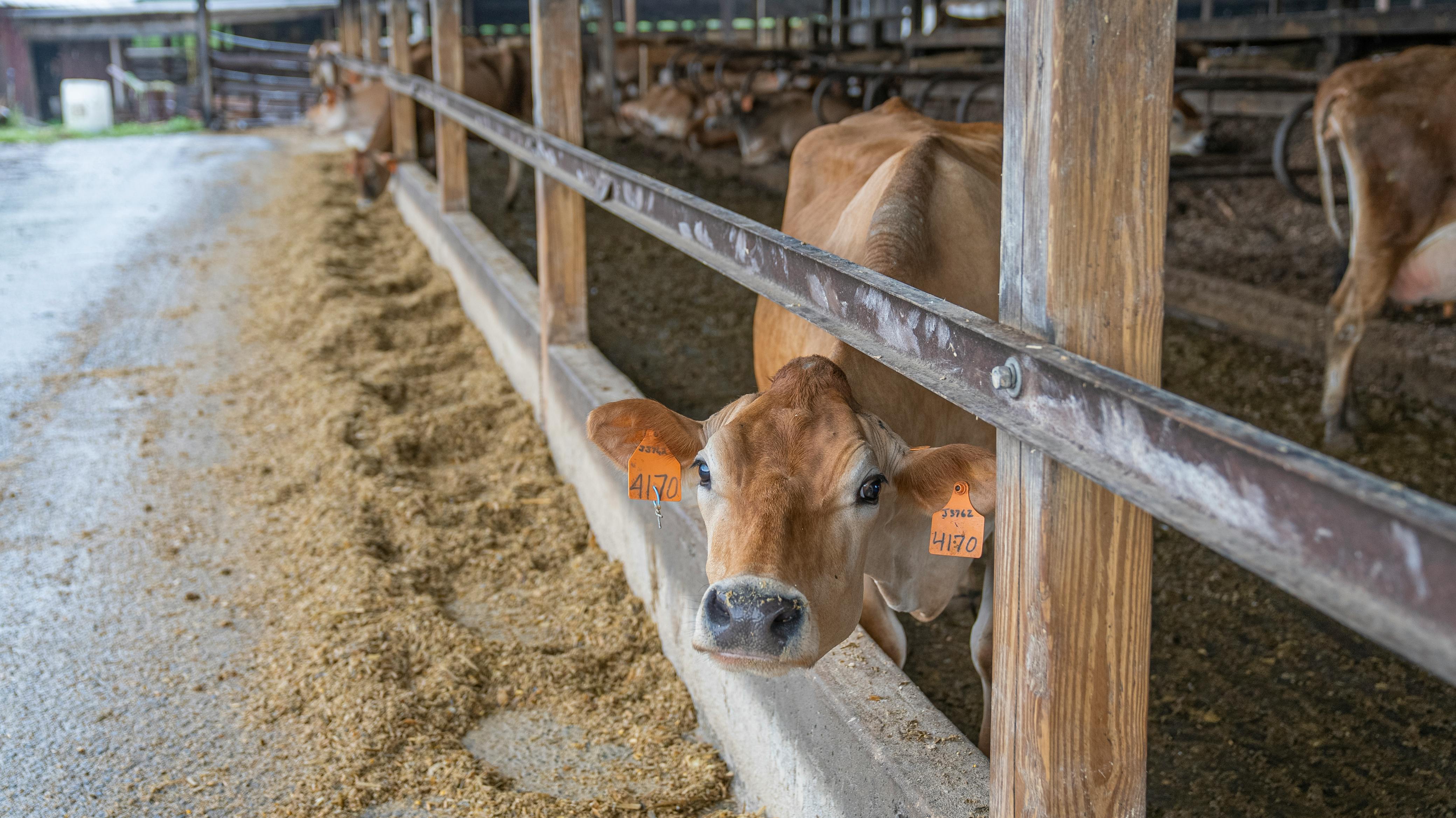 Cow Racing Festival in Vietnam · Free Stock Photo
