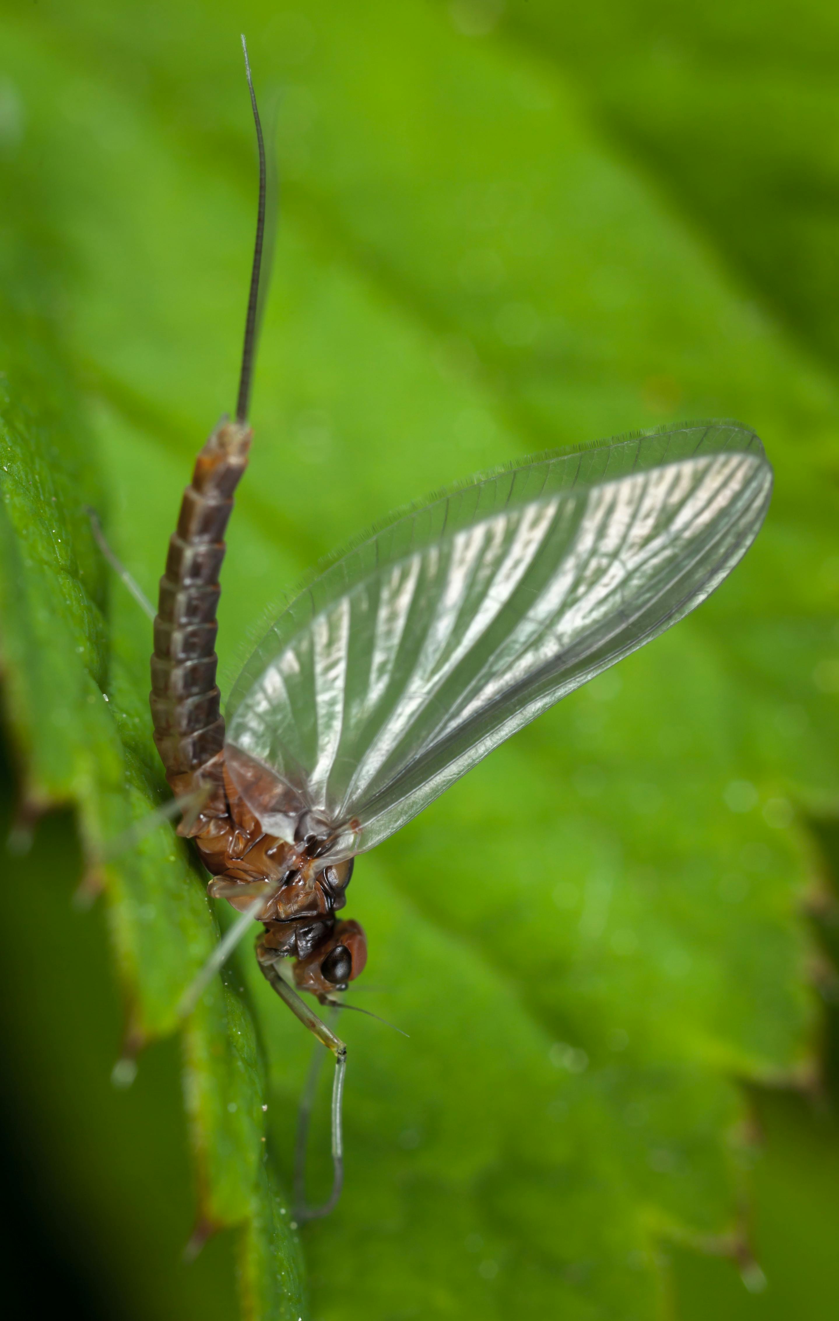 Kostenloses Foto zum Thema: fliege, insekt, makro