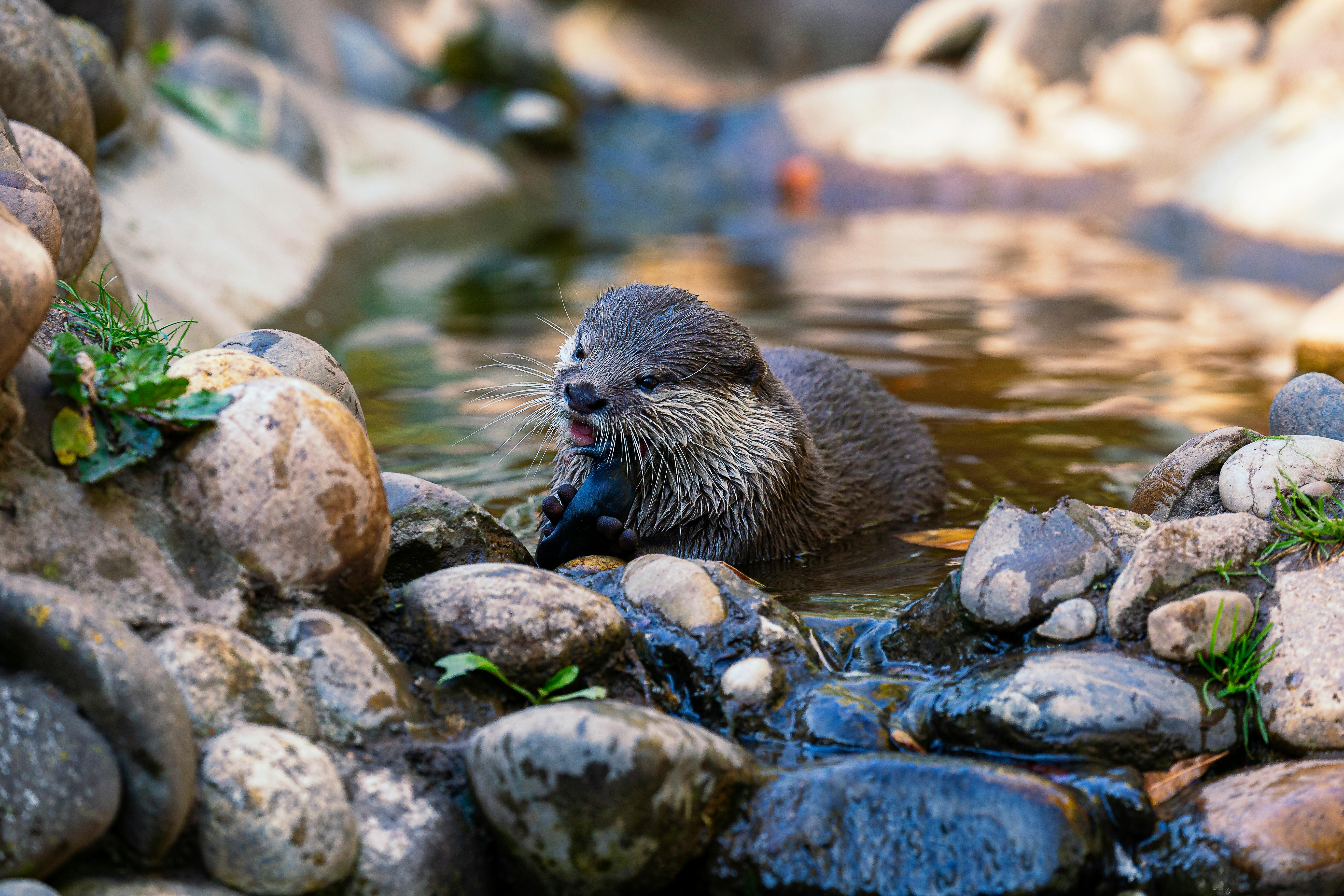 Foto stok gratis tentang air, air tawar, alam, aliran, aliran berbatu ...
