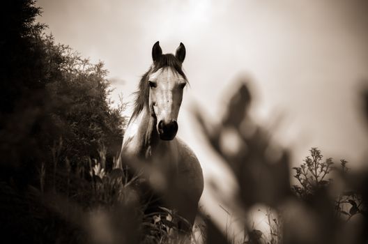 Equine Conformation Chart Guide: Buyer & Breeder Essentials
