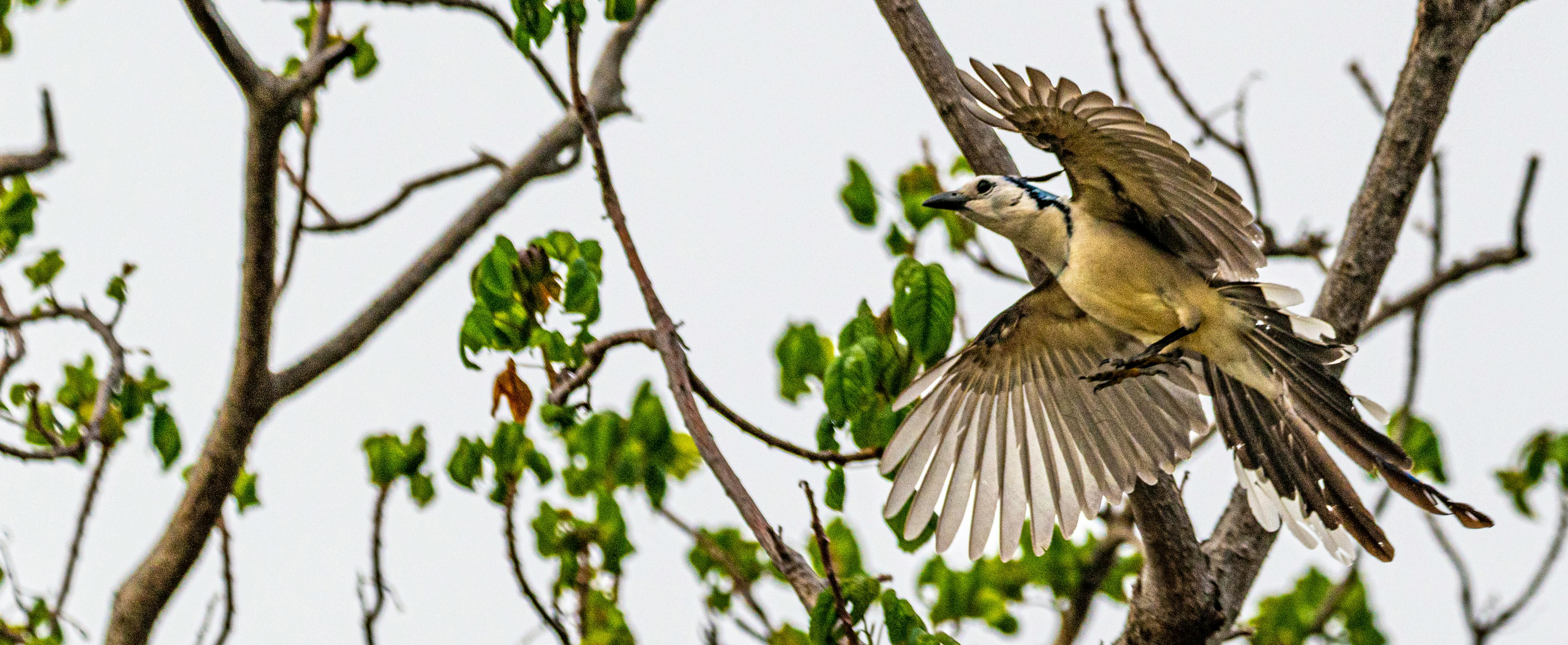 Costa Rica 56 Photos & Videos Collected by Samuel Sweet