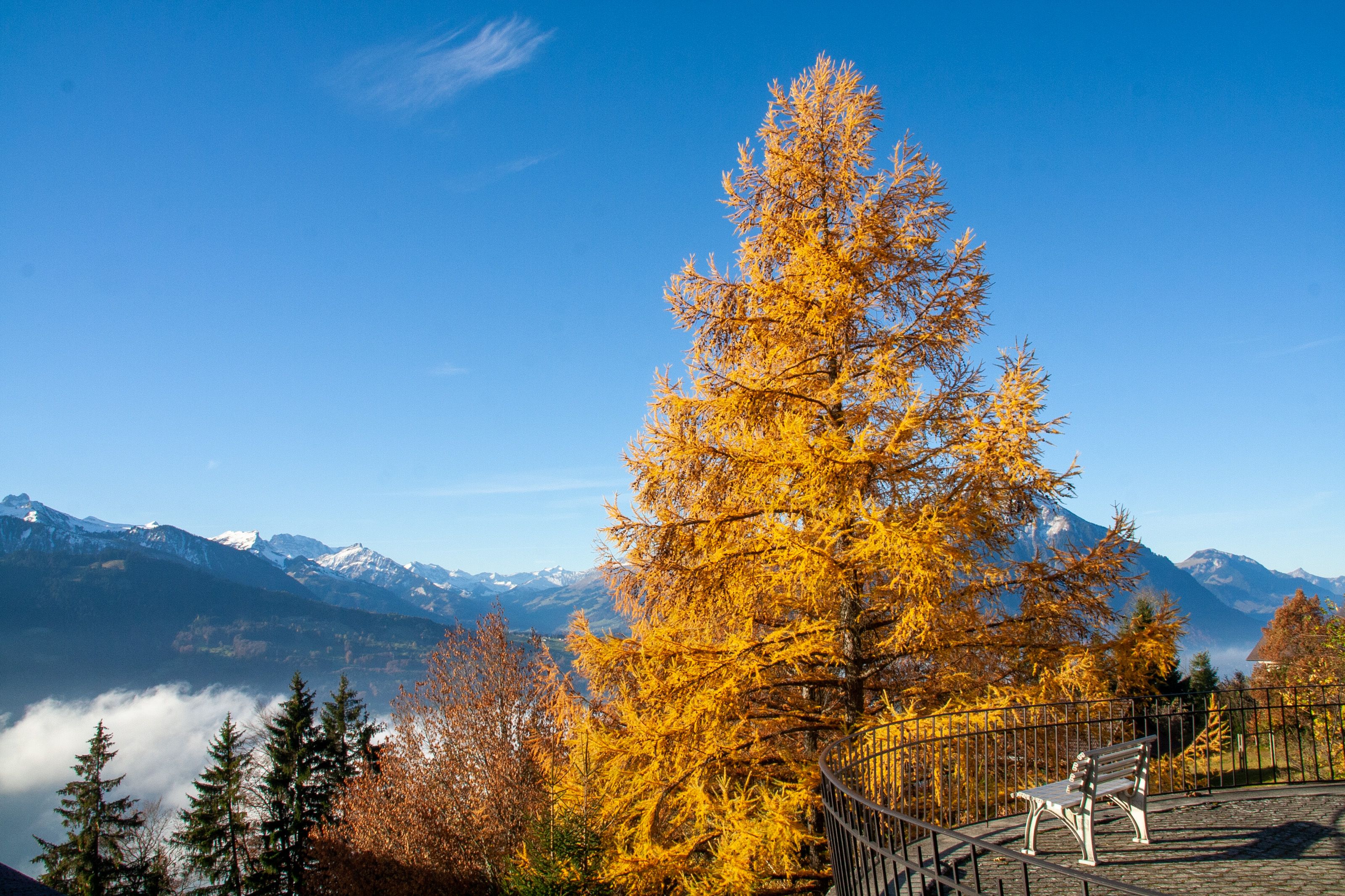 Tree Growing From Landslide · Free Stock Photo