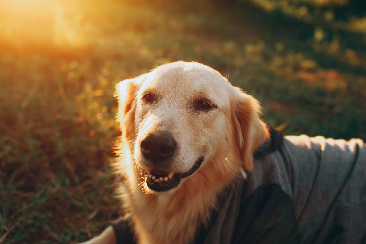 Discovering Pedigree Dog Breeds: History, Types, and Care