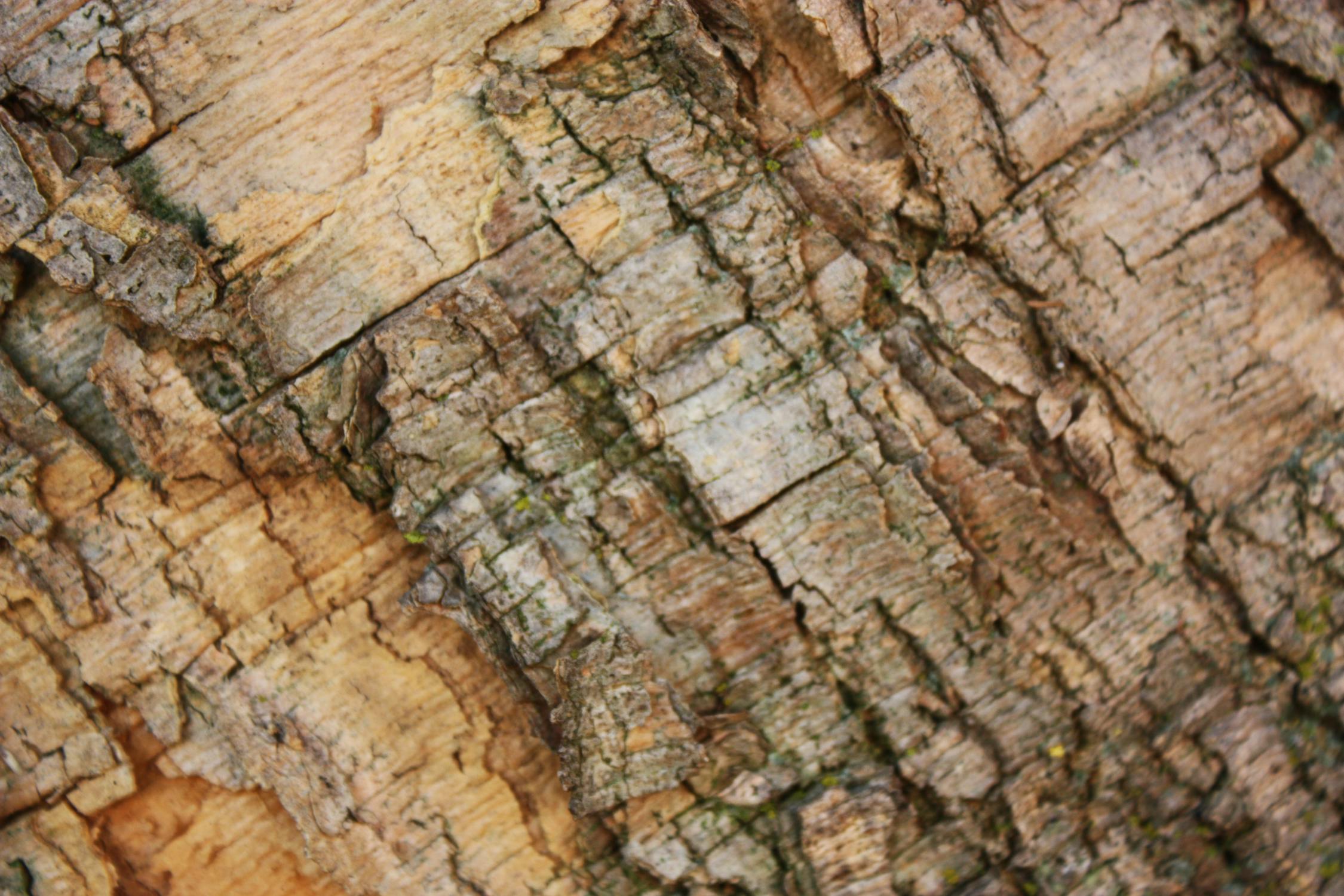 Free Stock Photo Of Background Nature Texture free-stock-photo-of-background-nature-texture