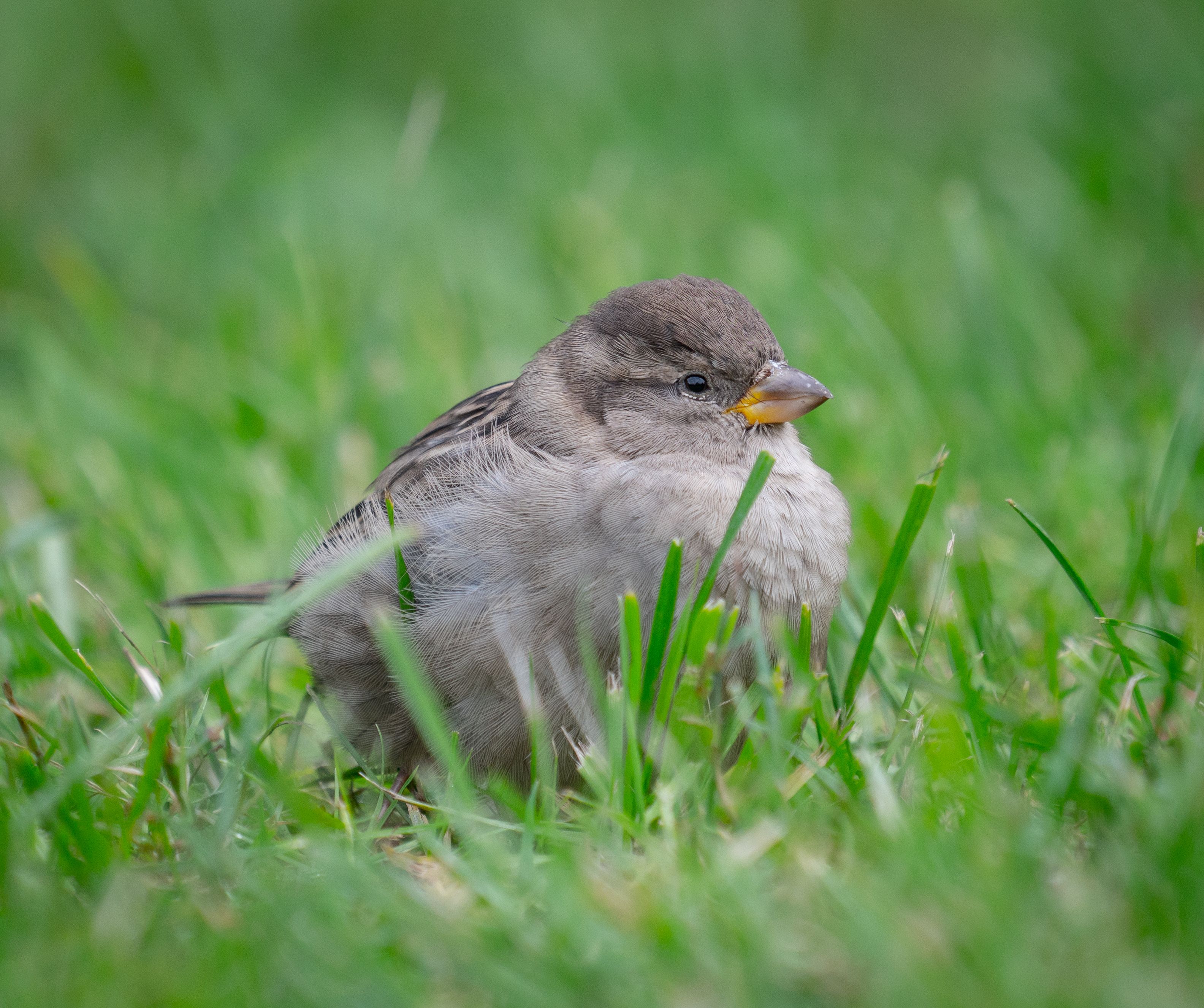 Bird Nature Photos, Download Free Bird Nature Stock Photos & HD Images