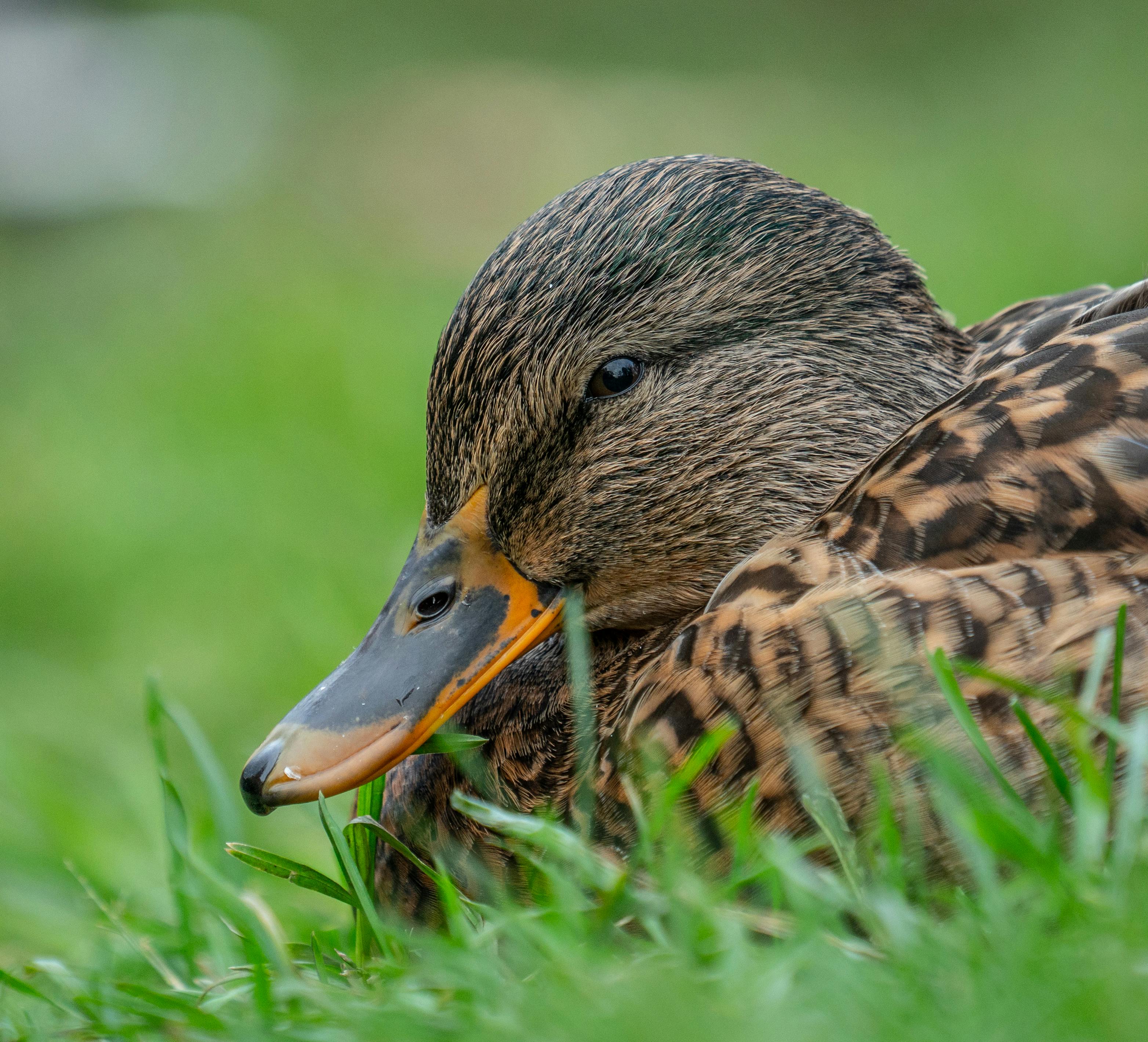 Close-up Photo of Ducklings · Free Stock Photo