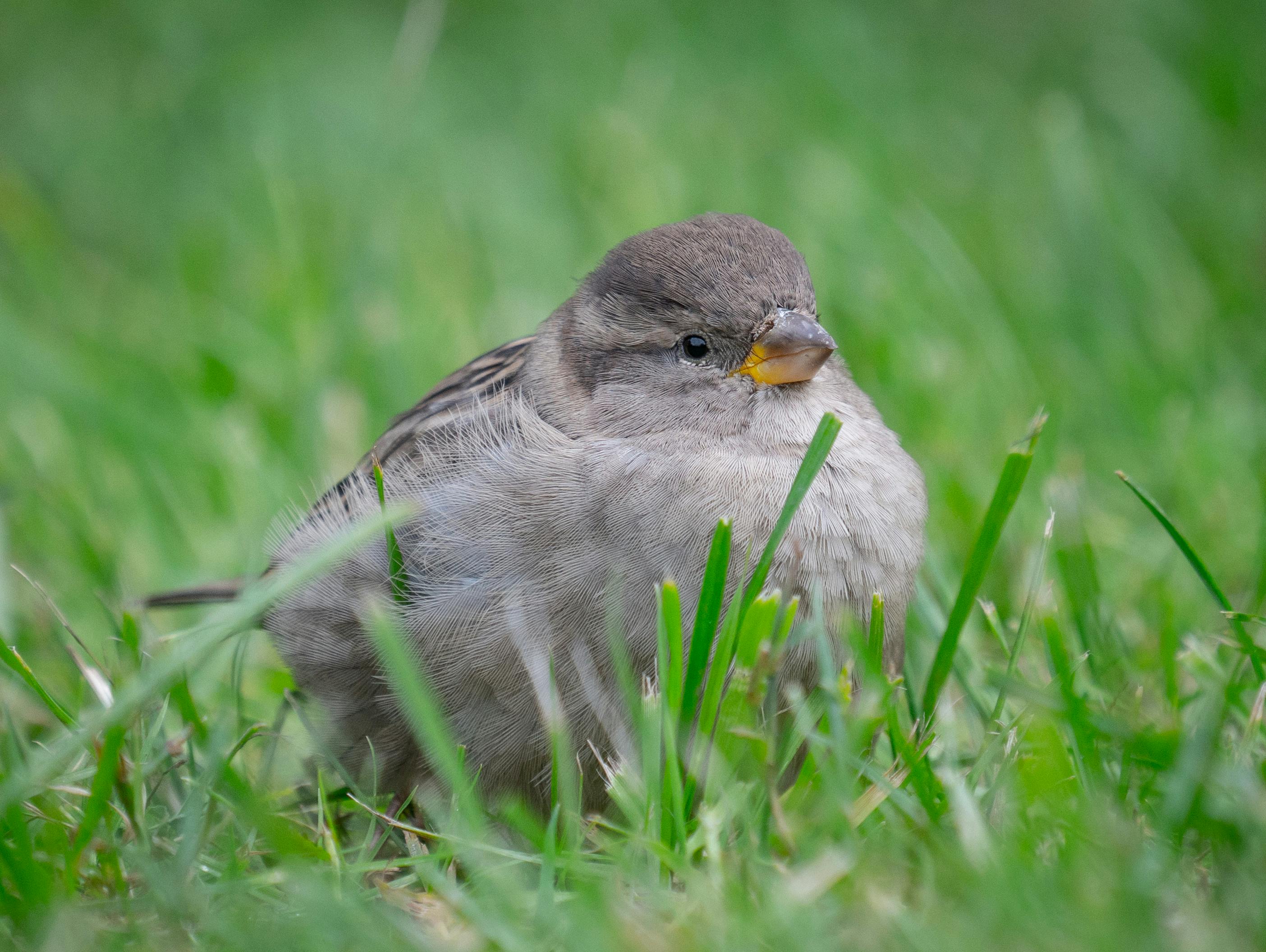 A Close-Up Shot of a Sparrow · Free Stock Photo