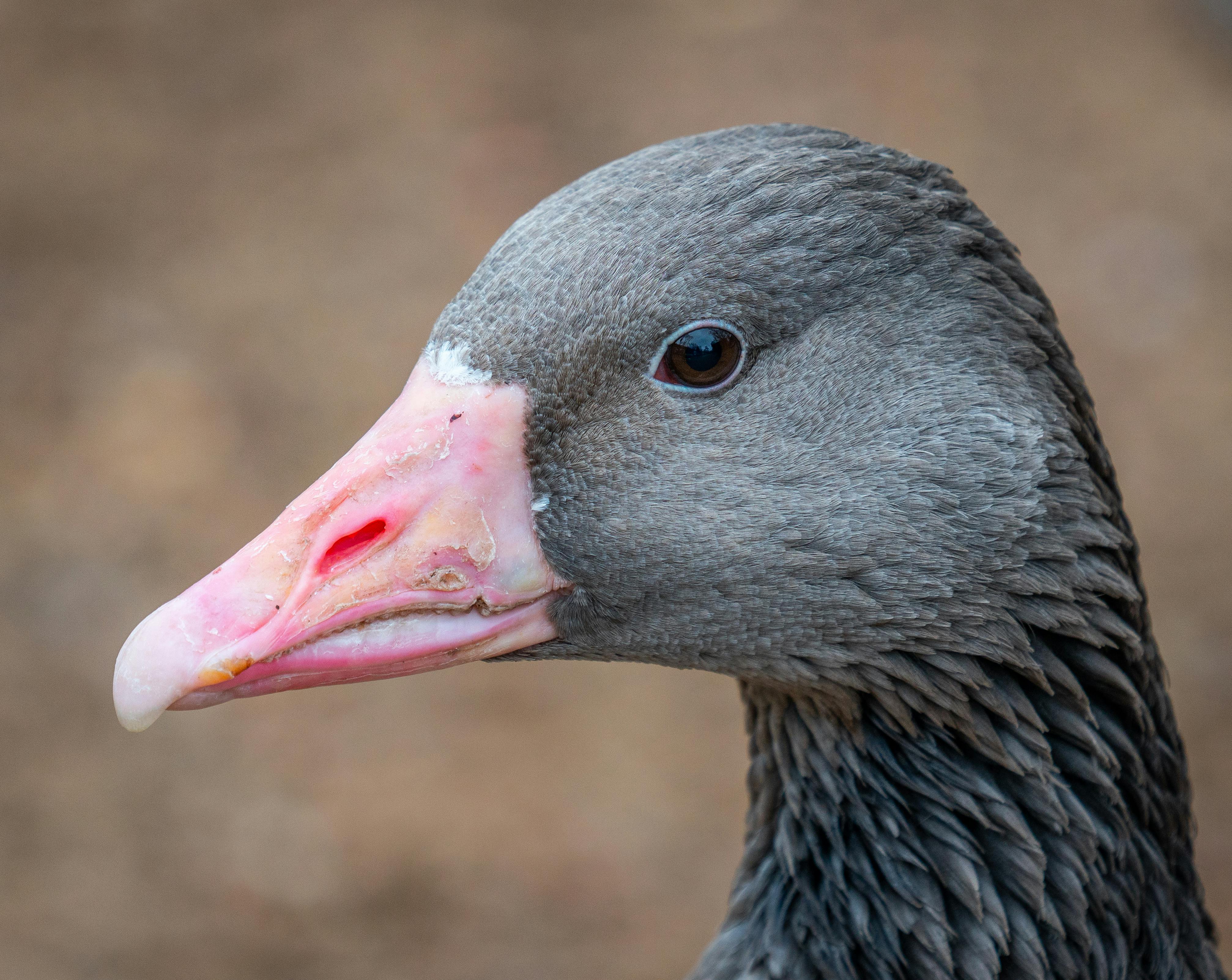 Close Up Shot of a Duck · Free Stock Photo