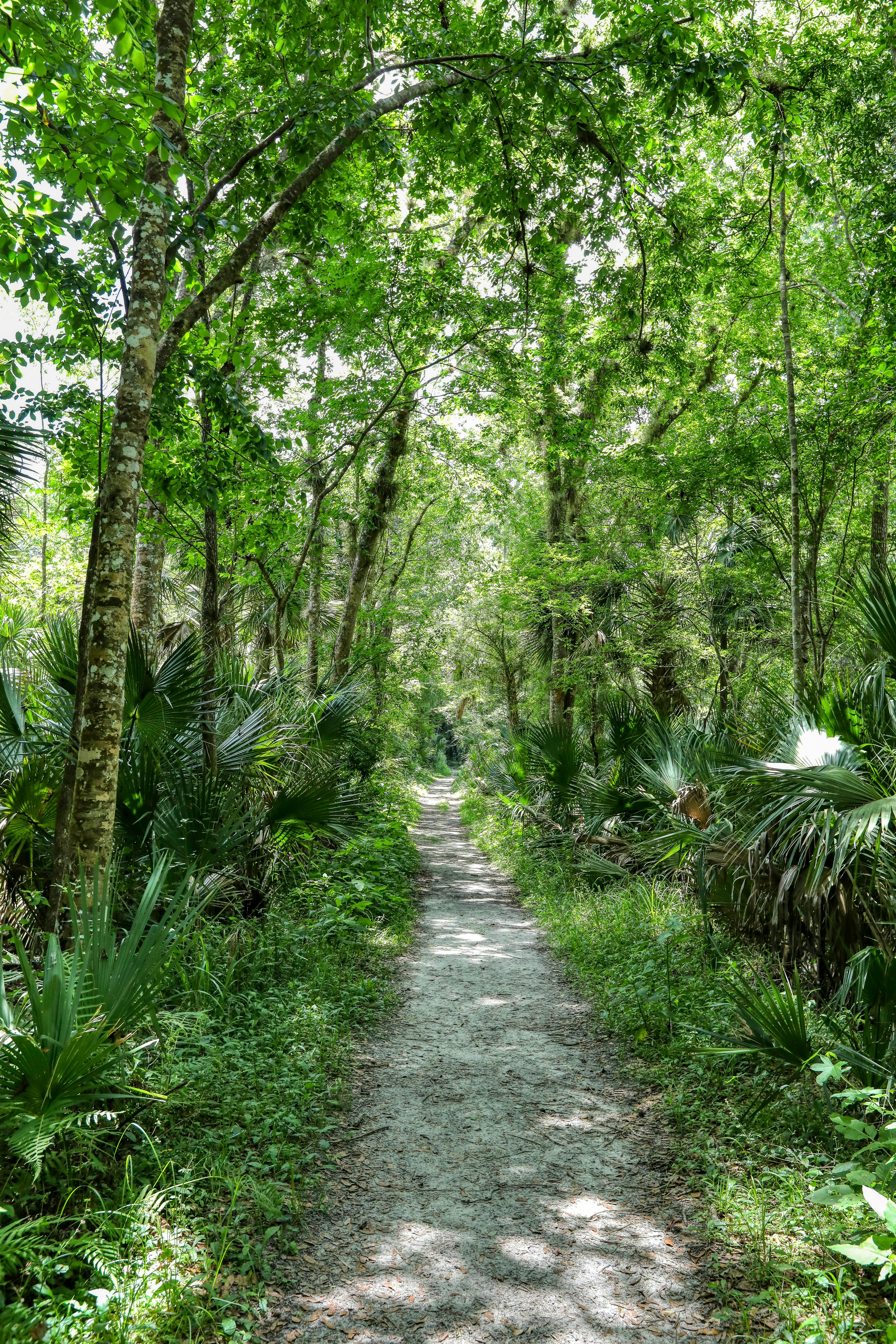 Pathway Between Green Trees · Free Stock Photo