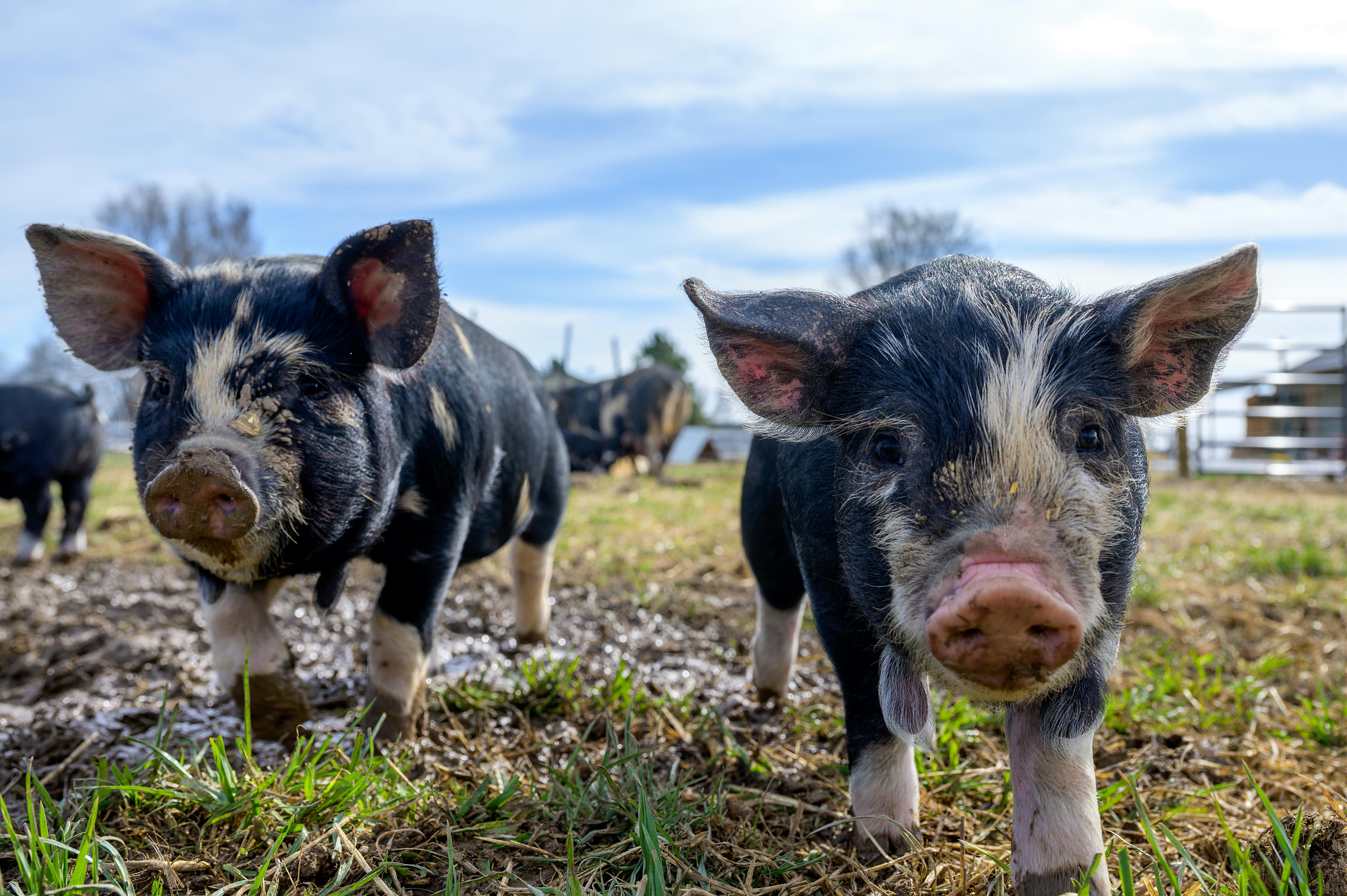 Dirty piglets grazing in paddock in countryside · Free Stock Photo